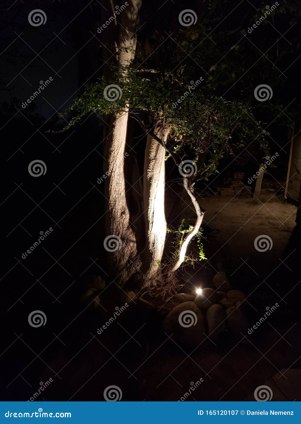 Triple Tree In The Forest,enchanted Tree In The Forest Grows, The ...