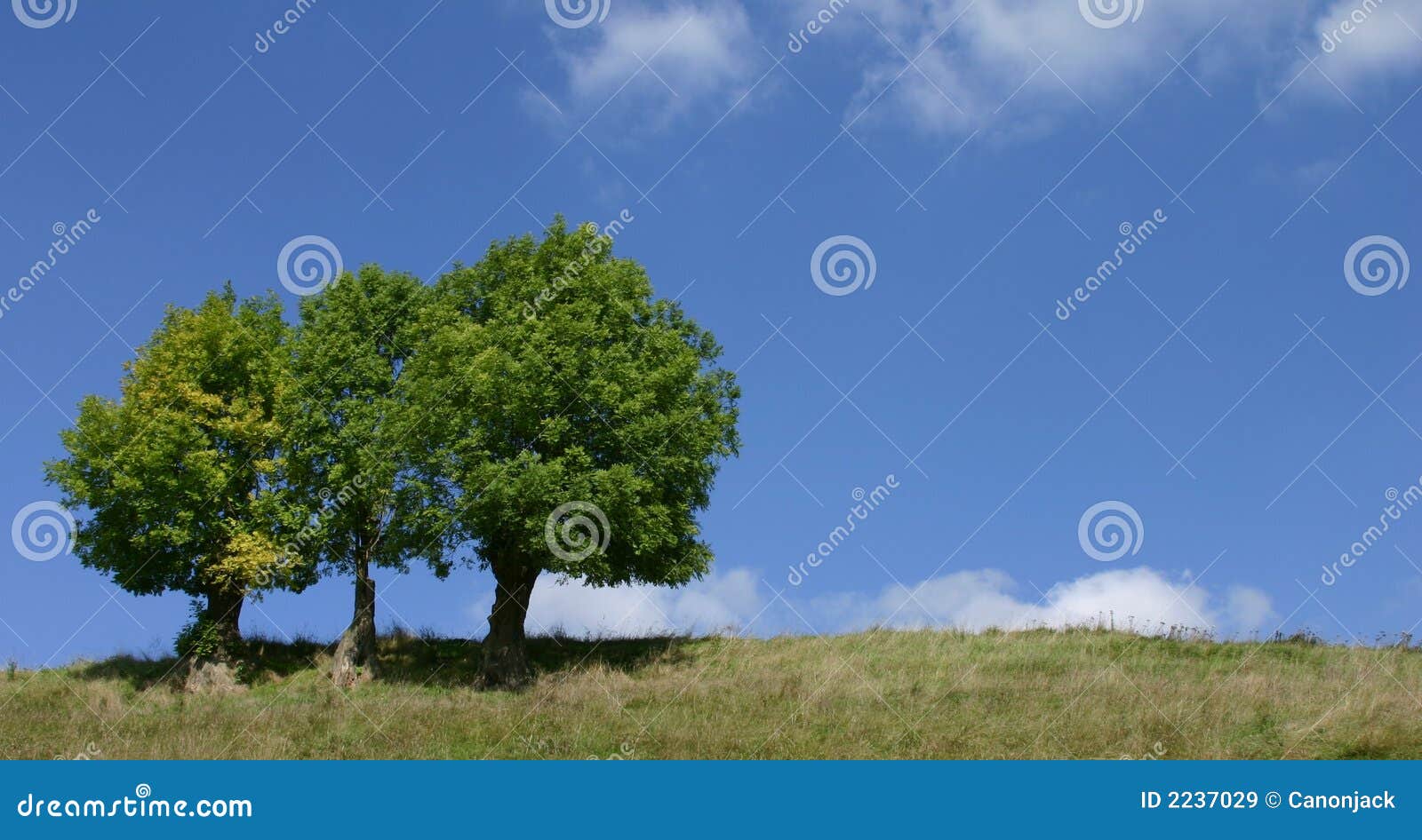 Triple trees stock image. Image of grass, netherlands - 2237029