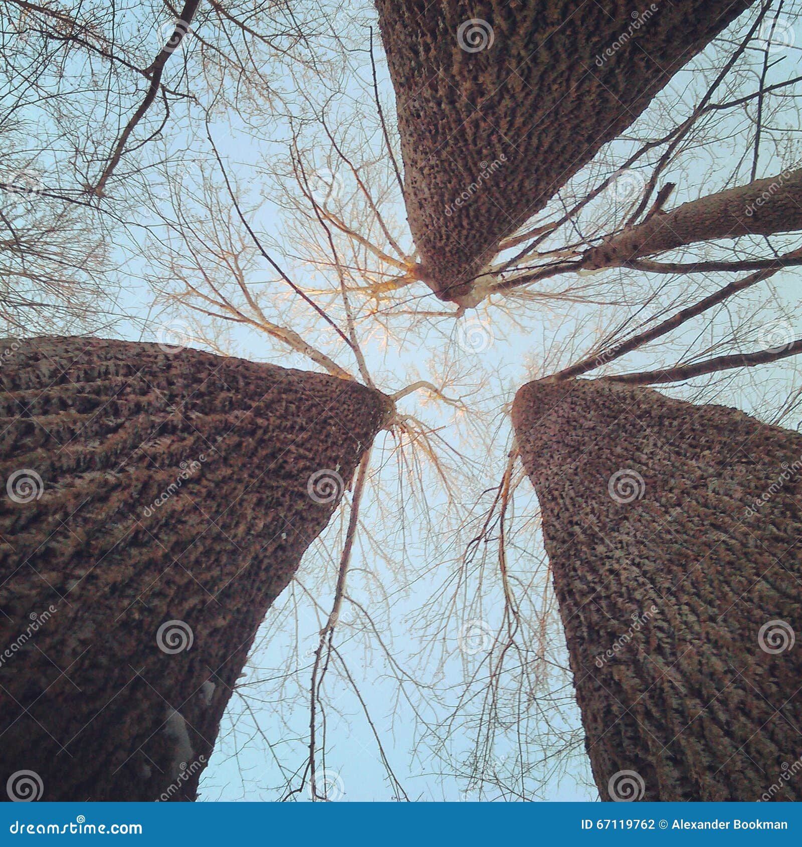 Triple Trunk stock photo. Image of tree, trunk, roots - 67119762