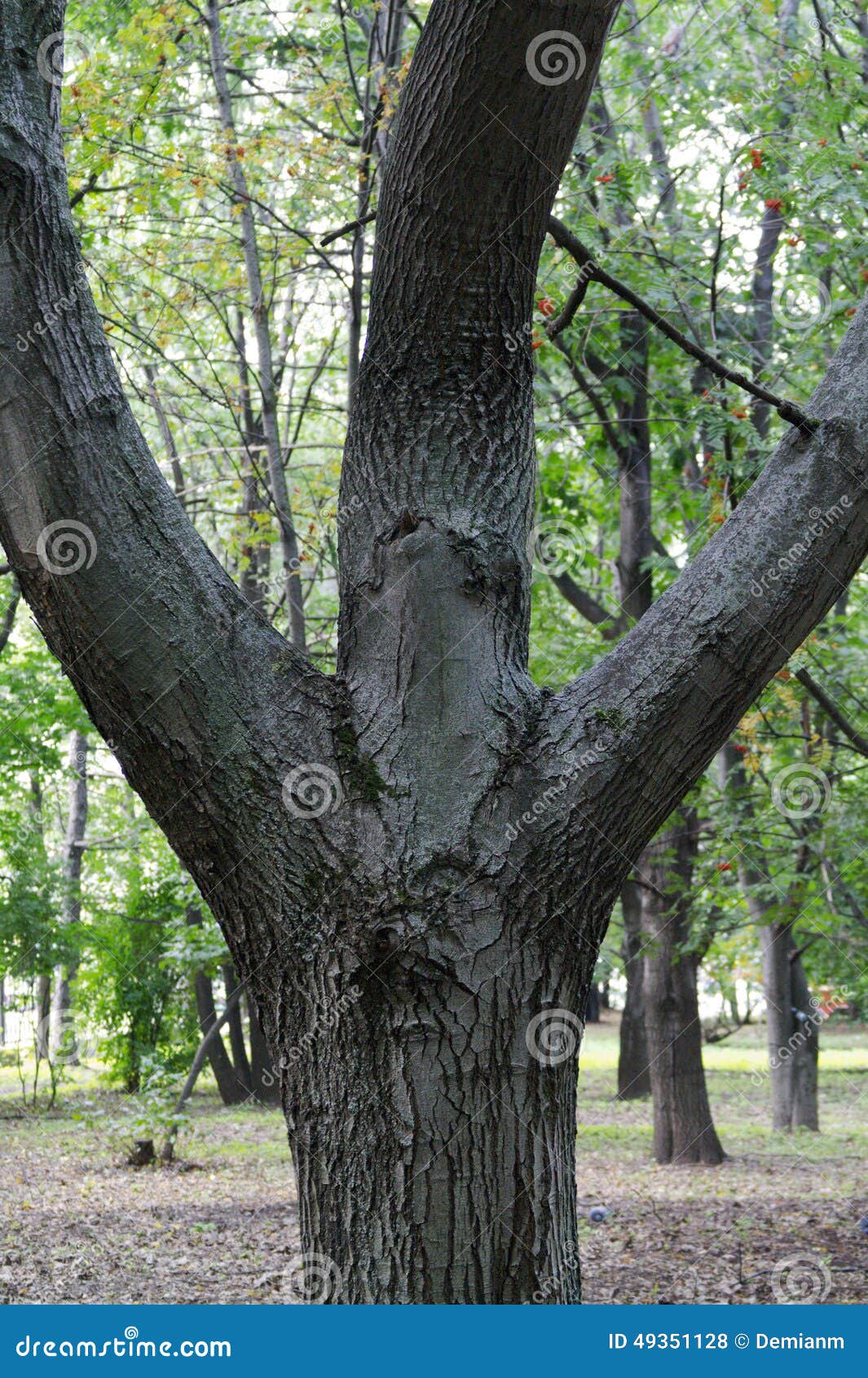 Triple Trunks of Tree in the Park Stock Photo - Image of ornament ...
