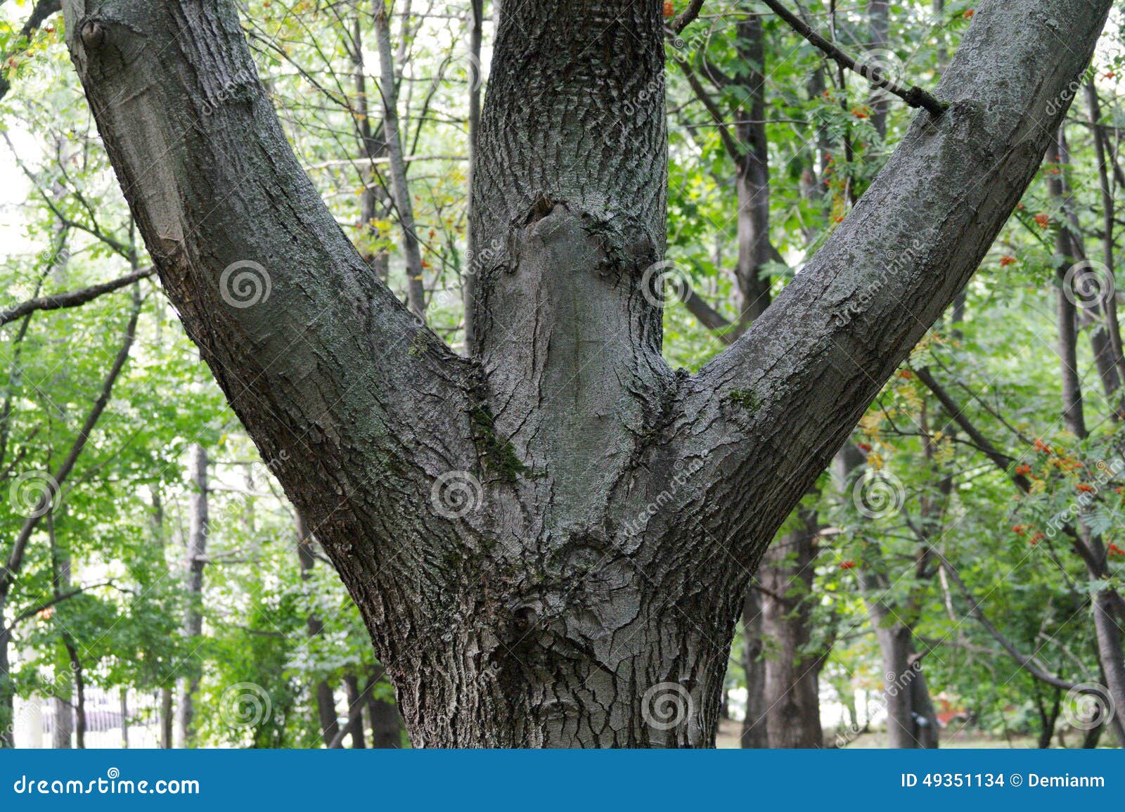 Triple Trunks of Tree in the Park Stock Photo - Image of winter, season ...