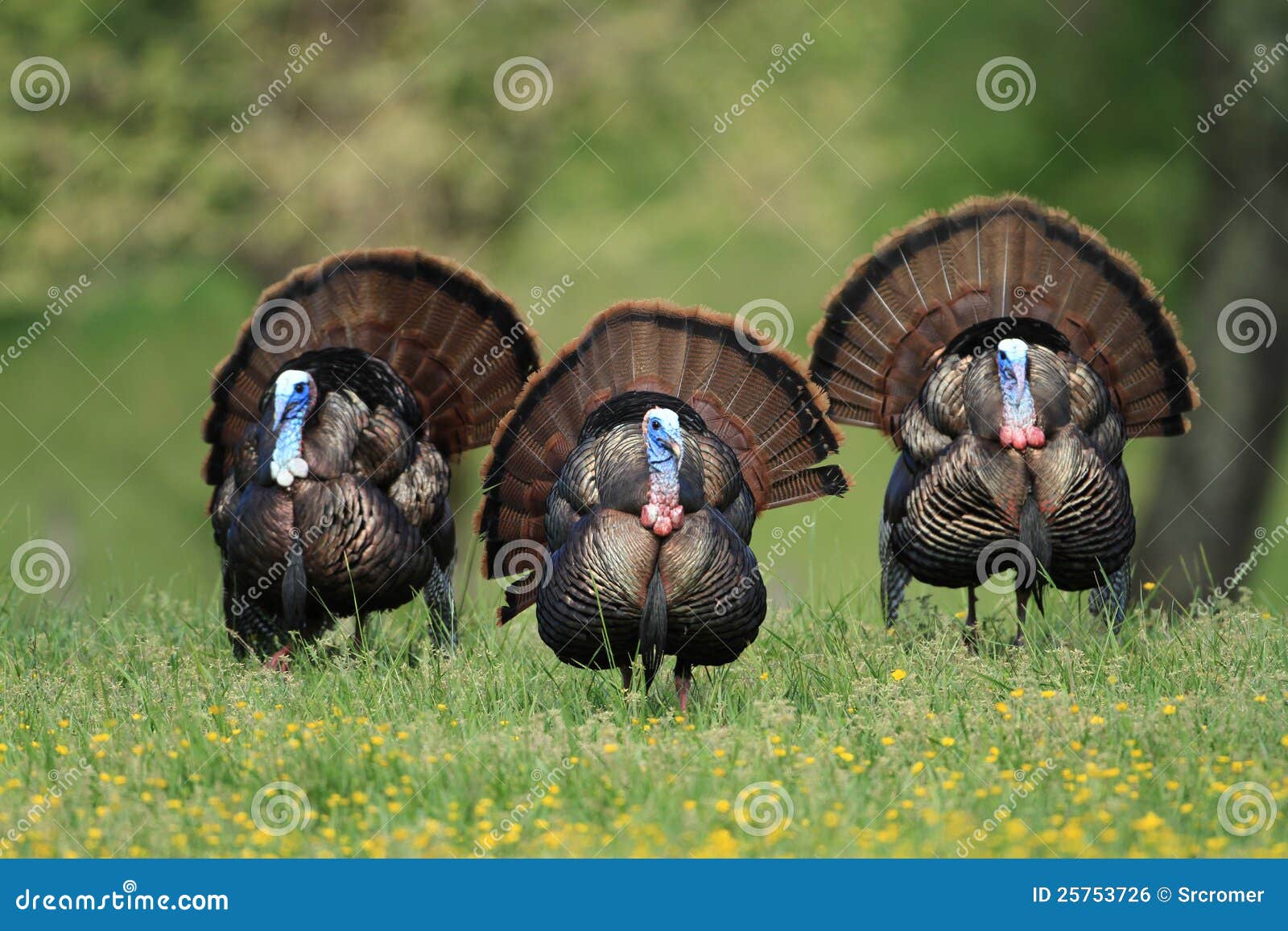 Triple Turkey stock photo. Image of feather, turkey, gobble - 25753726