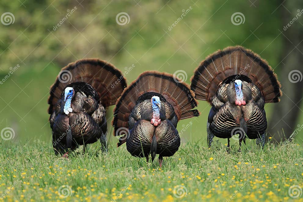 Triple Turkey stock photo. Image of feather, turkey, gobble - 25753726