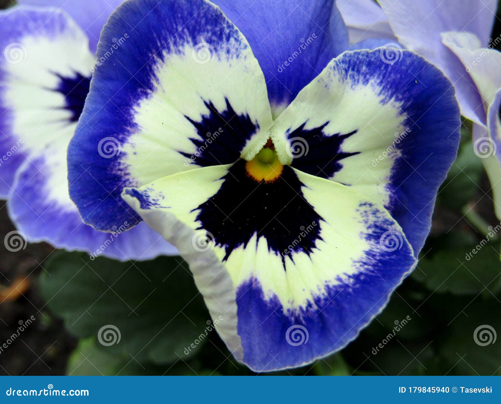 Triple Violet - Viola Tricolor Stock Photo - Image of flower, freshness ...