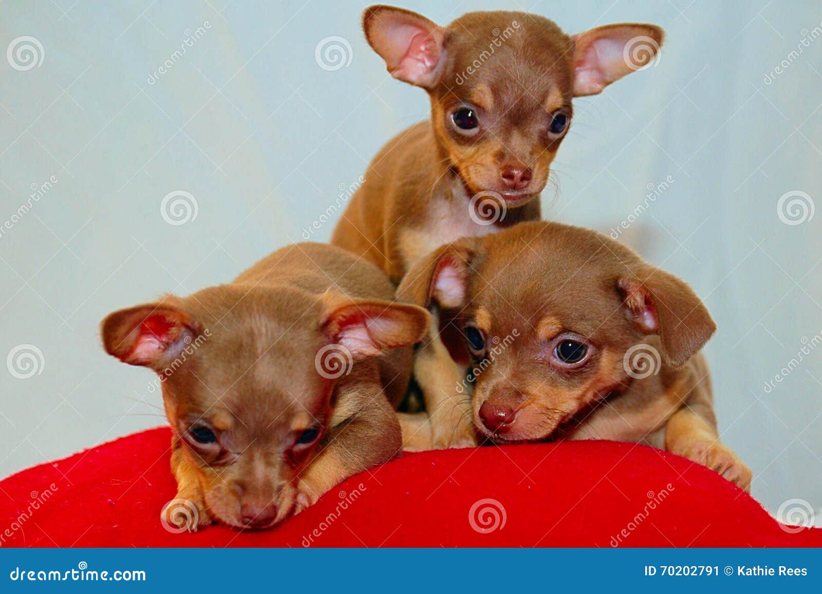 Triplet puppies stock image. Image of triplet, cute, chihuahua - 70202791