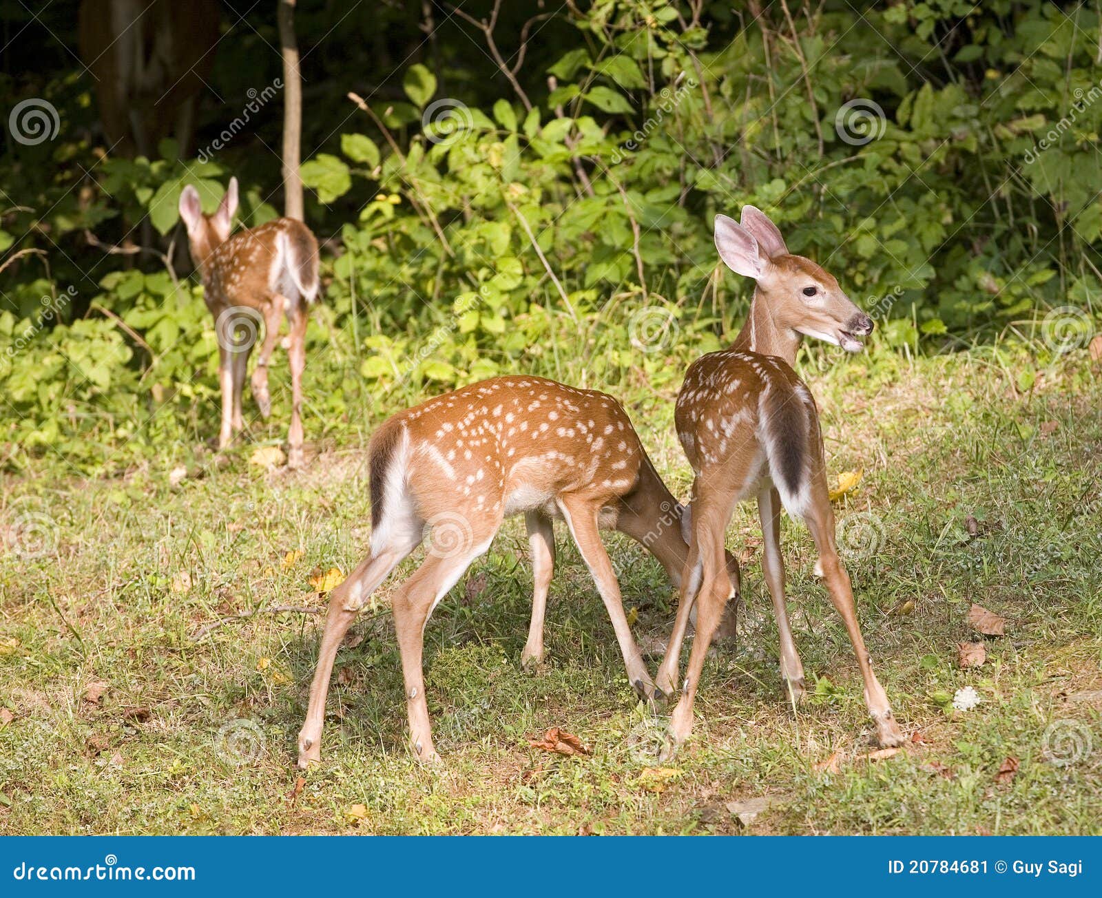 Triplets stock image. Image of mammal, young, whitetail - 20784681