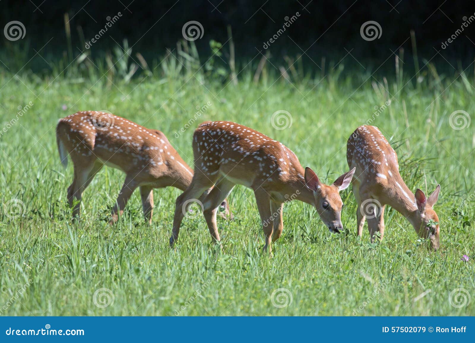 Triplets De Cerfs Communs De Queue Blanche Image stock - Image du ...