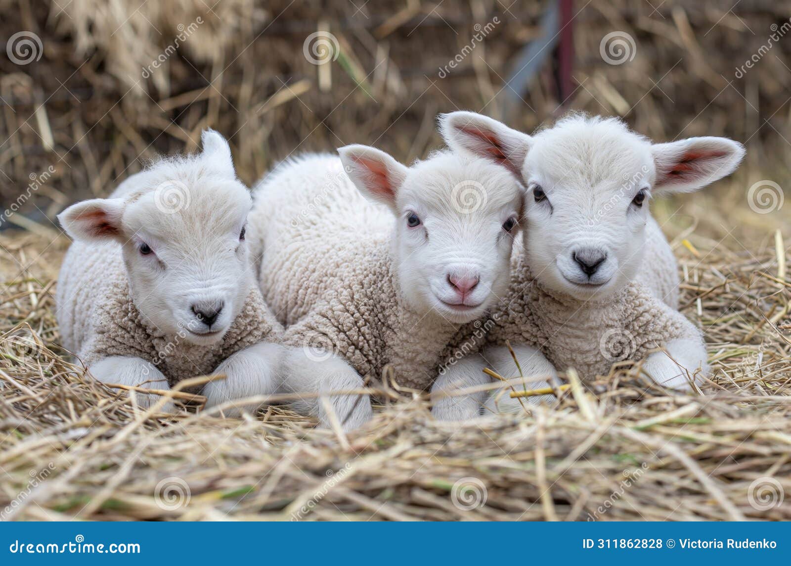 Triplets of lambs in straw stock photo. Image of eyes - 311862828