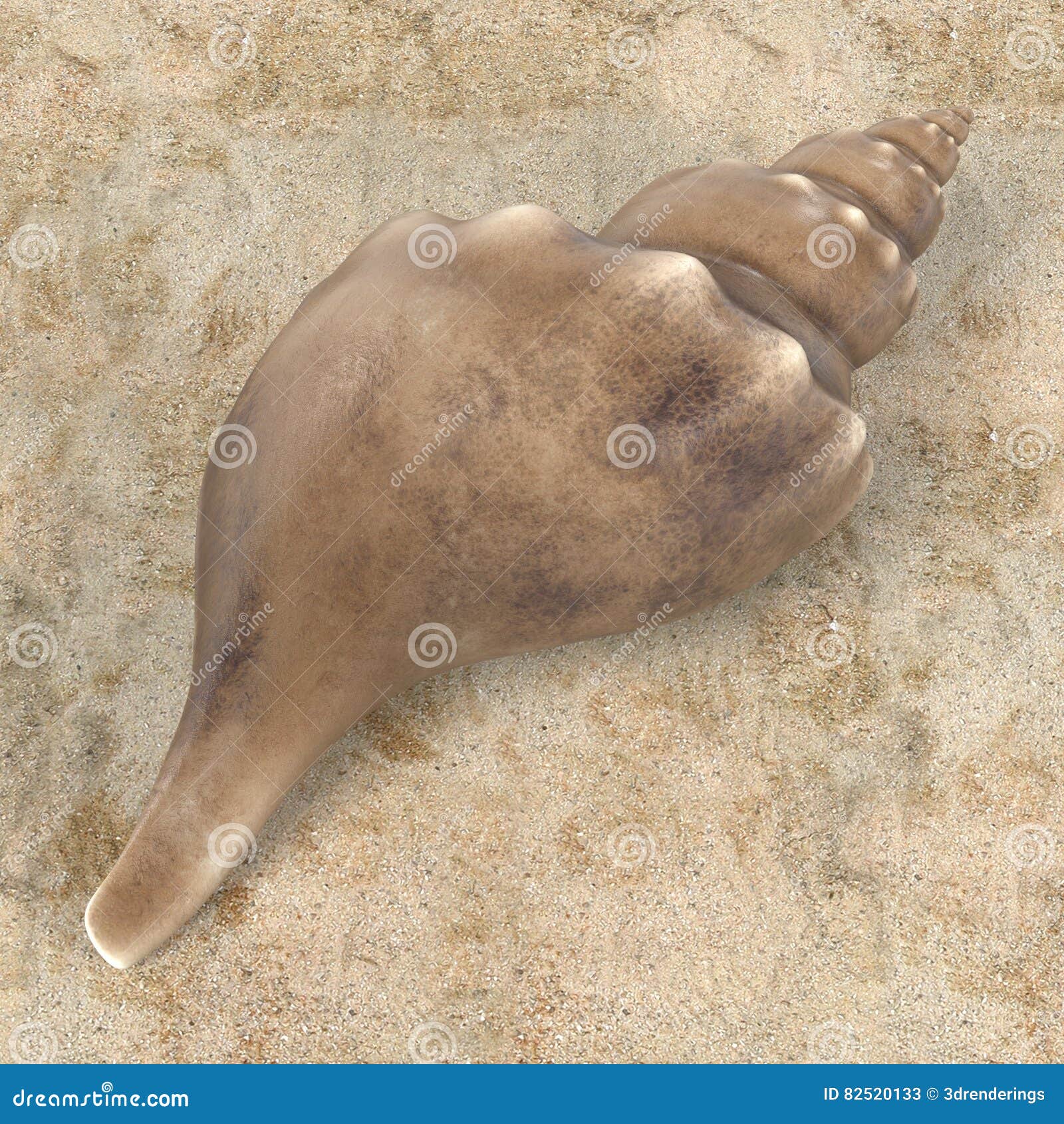 Realistic Conch Seashell On White Background Royalty-Free Stock Image ...