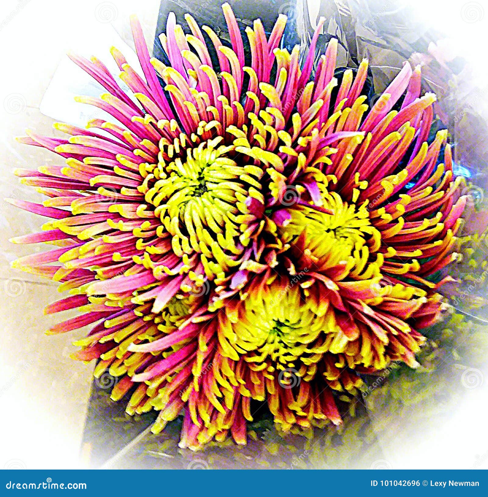 Trippy flower stock photo. Image of colorful, psychedelic - 101042696