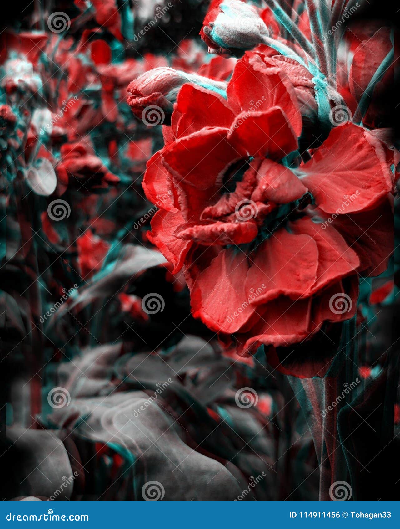 Trippy Red Flowers stock photo. Image of trippy, flowers - 114911456