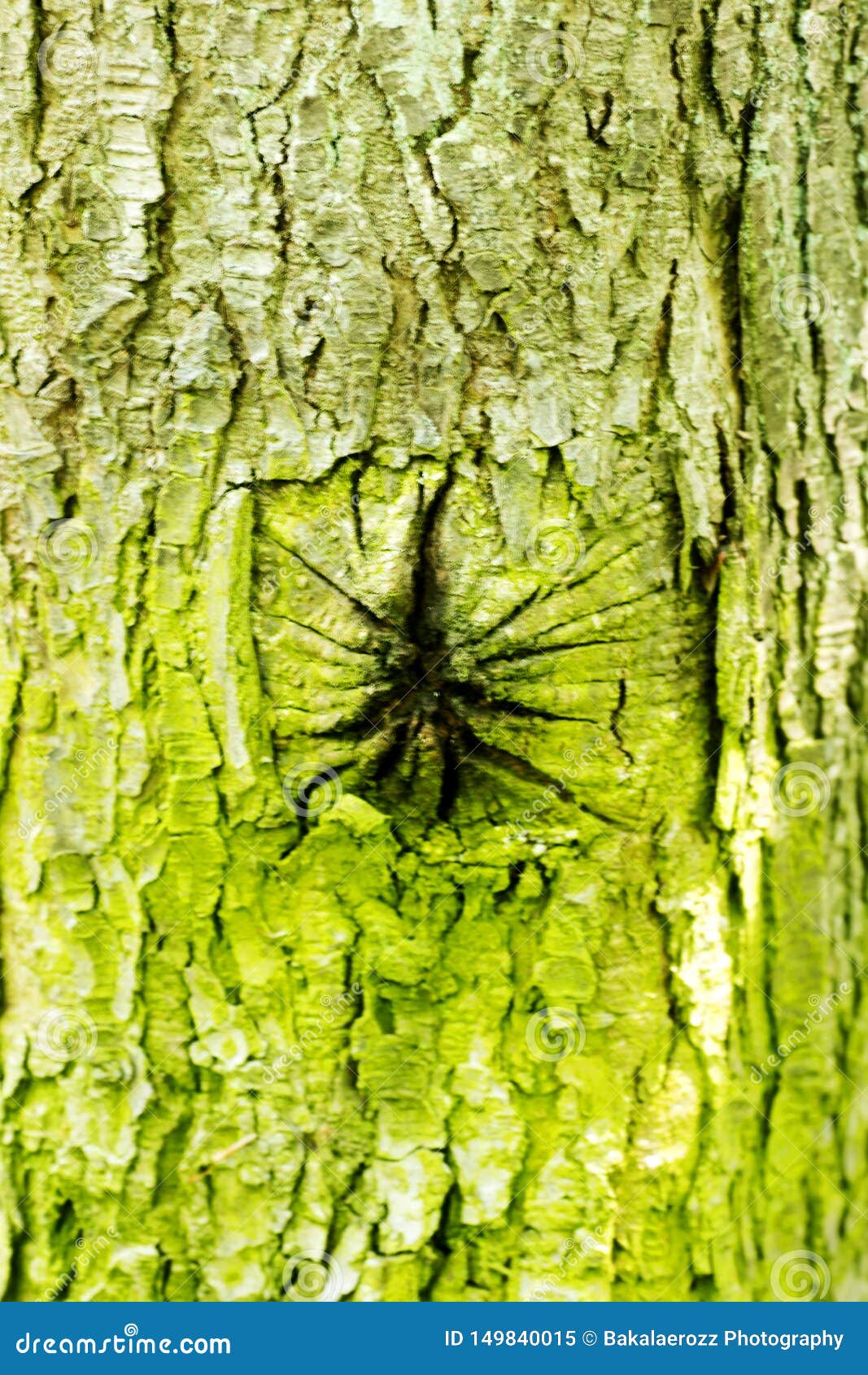 Trippy Tree Surface Abstract Macro Background 50,6 Megapixels 6480 with ...