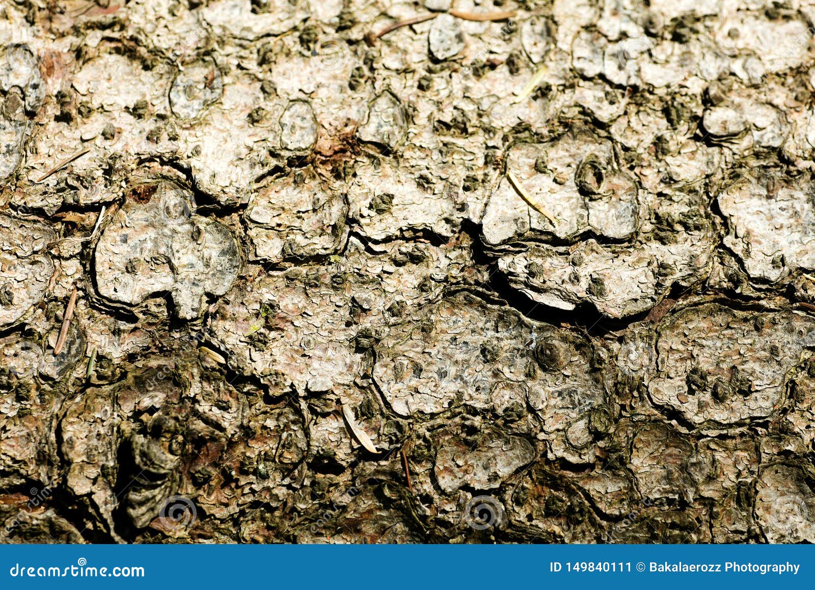 Trippy Tree Surface Abstract Macro Background 50,6 Megapixels 6480 with ...