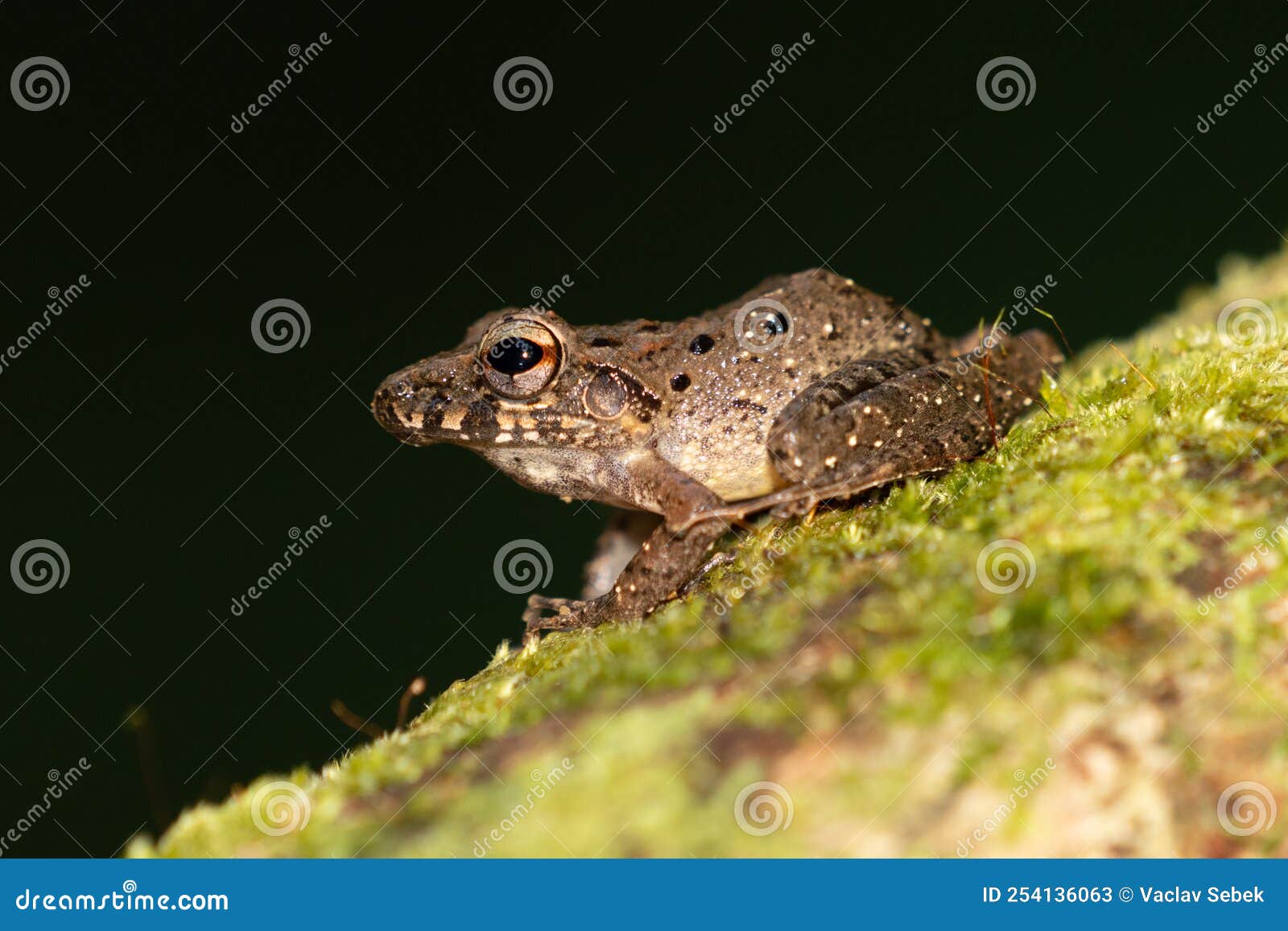 Triprion Spinosus, Also Known As the Spiny-headed Tree Frog, Spiny ...