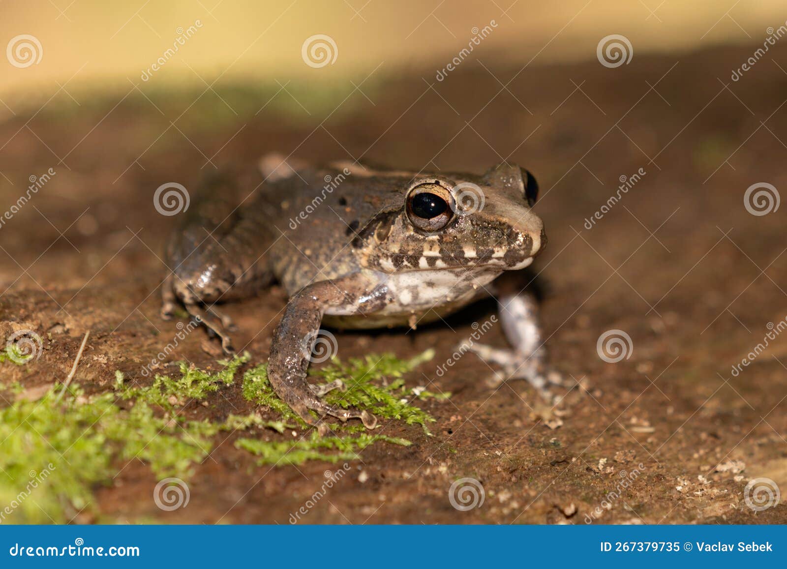 Triprion Spinosus, Also Known As the Spiny-headed Tree Frog Stock Image ...