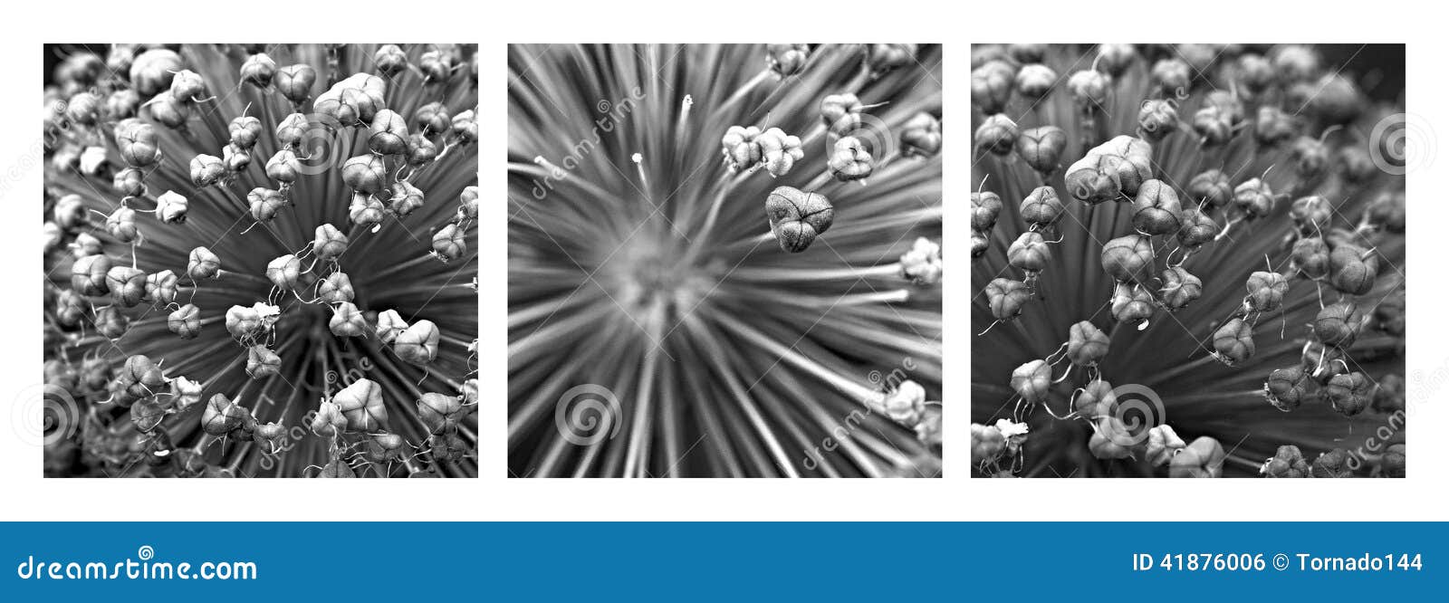 Triptych Allium Flower stock photo. Image of collage - 41876006
