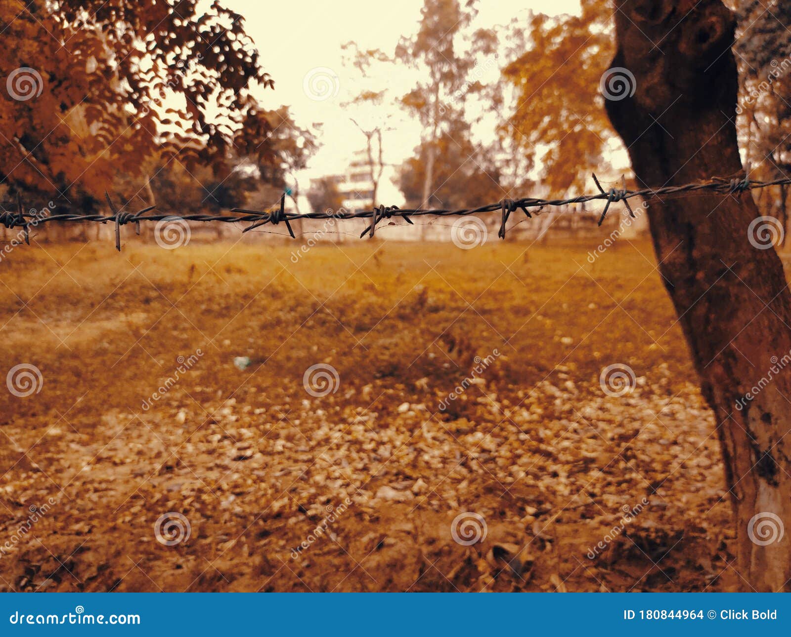 A Tripwire in a Open Green Land Stock Photo - Image of green, tree ...