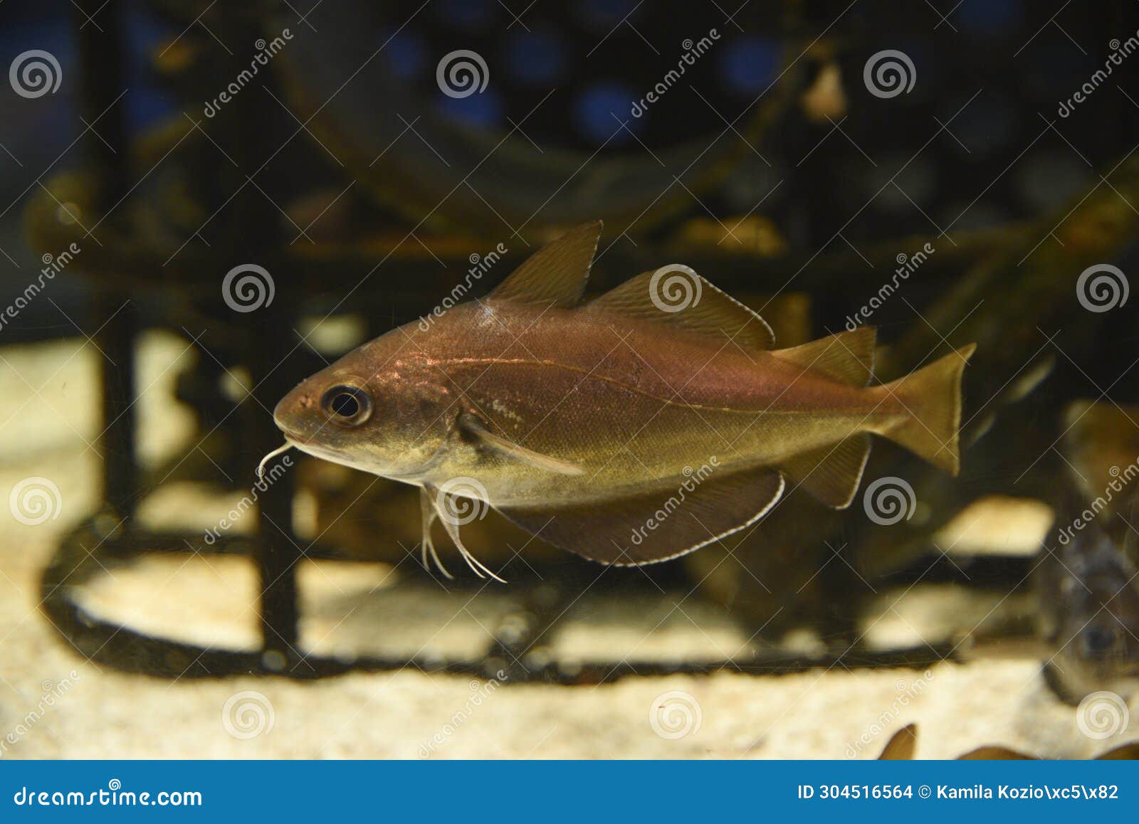 Trisopterus Luscus Beautiful Fish Swimming in the Aquarium Stock Photo ...