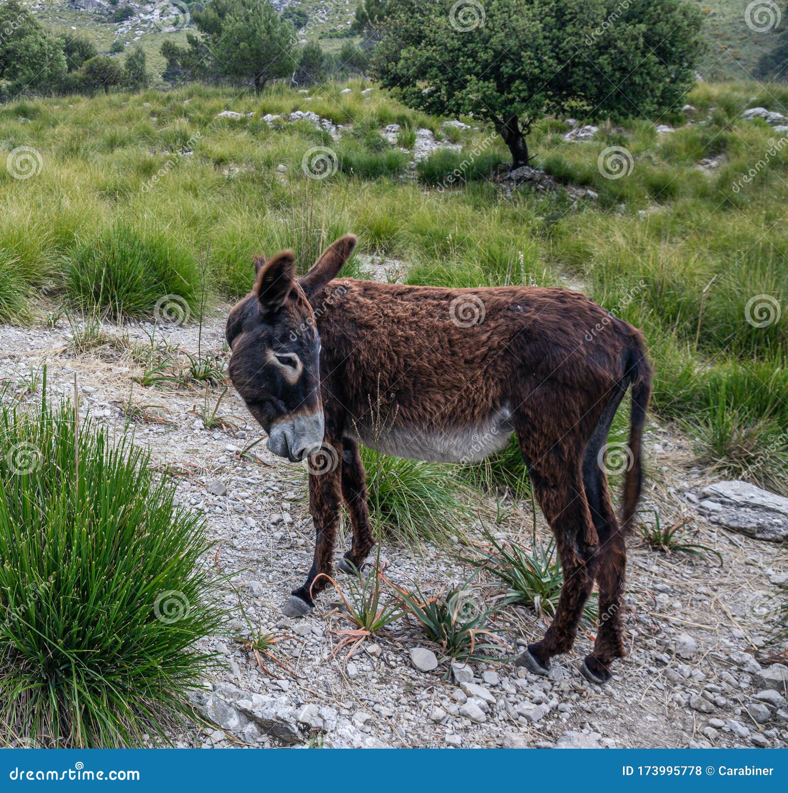 Triste burro foto de archivo. Imagen de hierba, aldea - 173995778