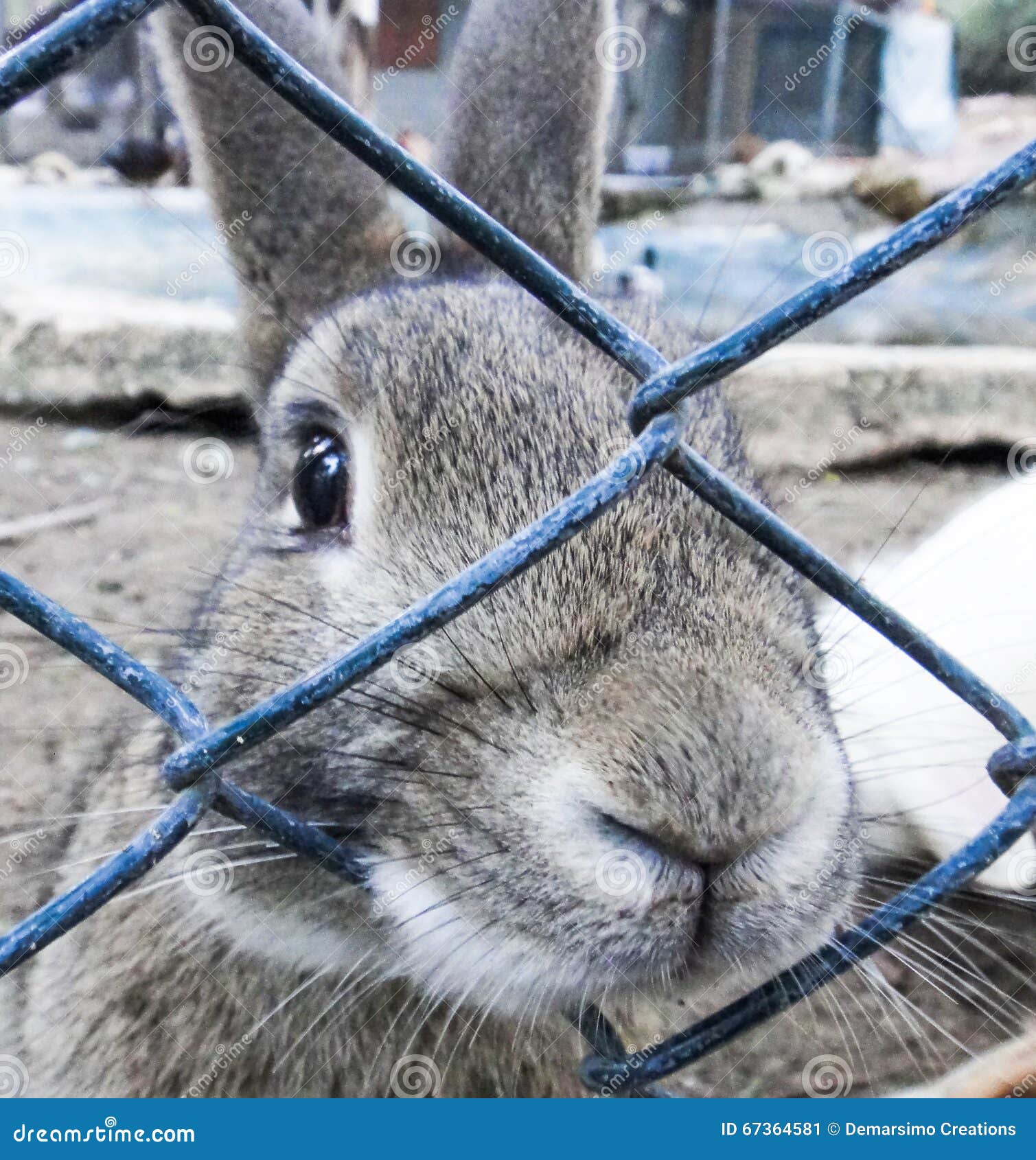 Tristeza del conejo imagen de archivo. Imagen de libertad - 67364581