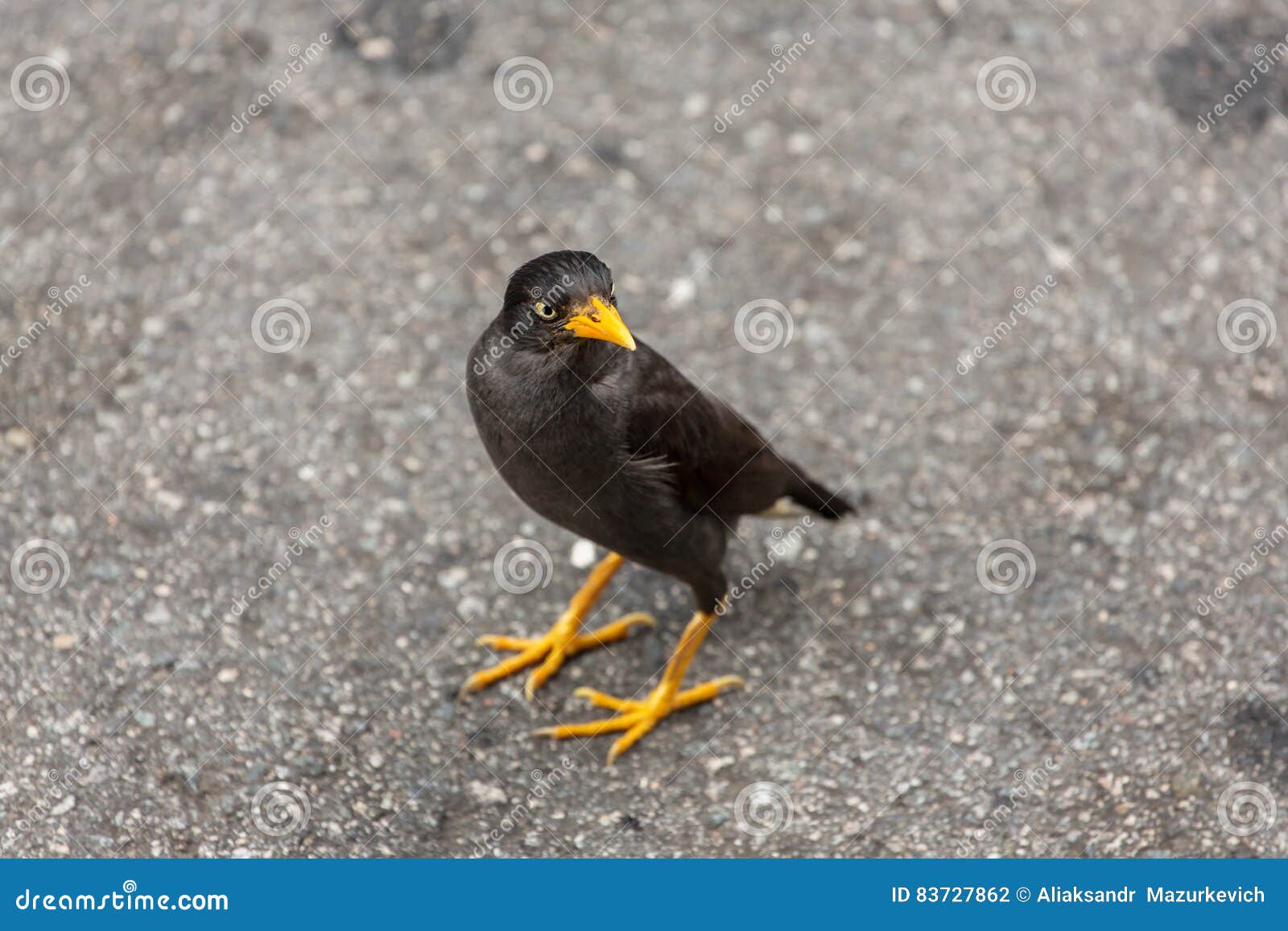 Tristis Comuns Dos Tristis De Myna Acridotheres Foto de Stock - Imagem ...
