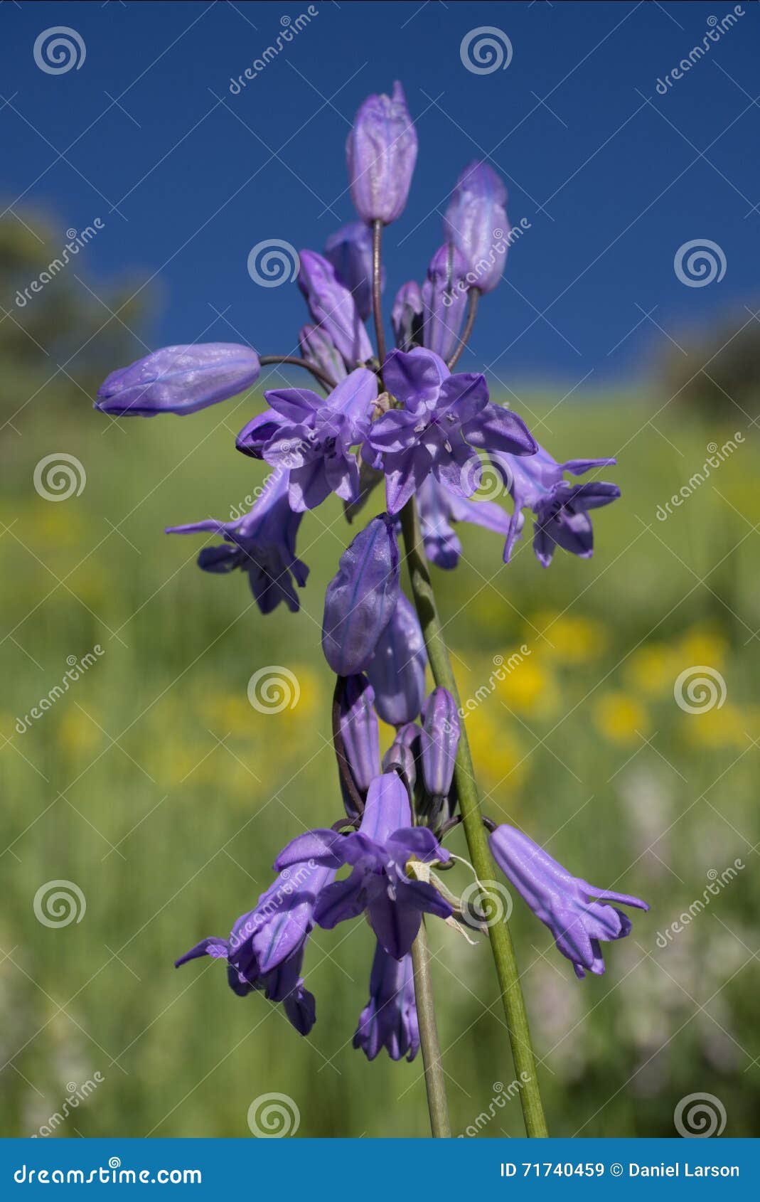 Triteleia Grandiflora stock image. Image of blue, pocatello - 71740459
