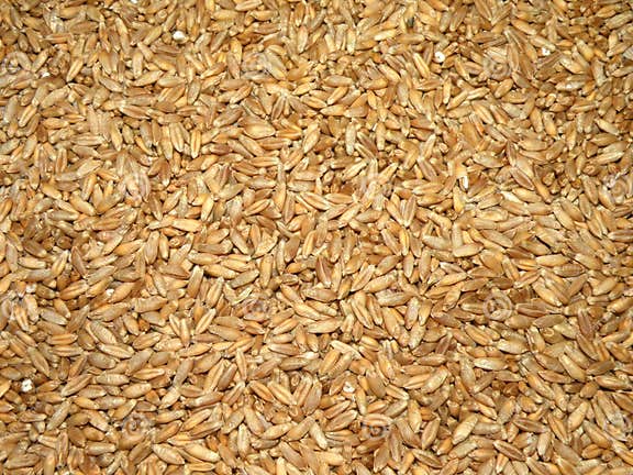 Triticale stock photo. Image of plant, yellow, background - 8343770