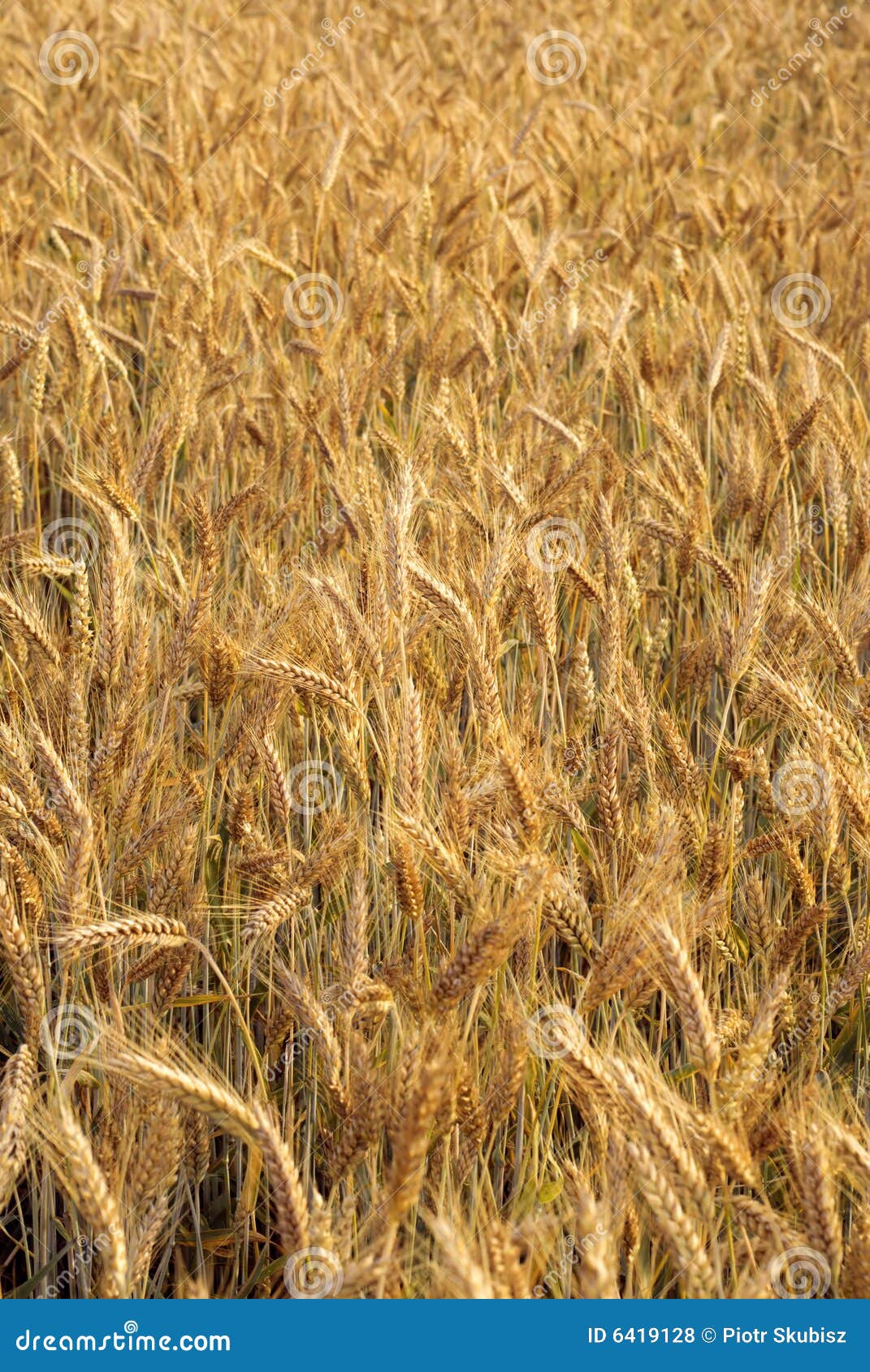 Triticale cultivation stock photo. Image of cultivar, hybrid - 6419128