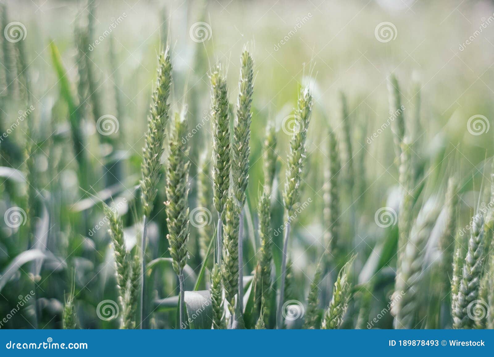Triticale field after rain stock image. Image of outdoors - 189878493