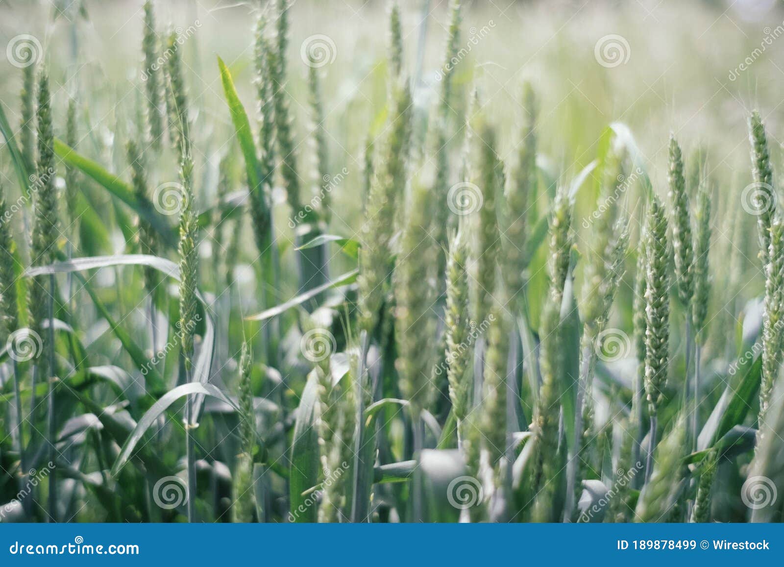 Triticale field after rain stock image. Image of garden - 189878499
