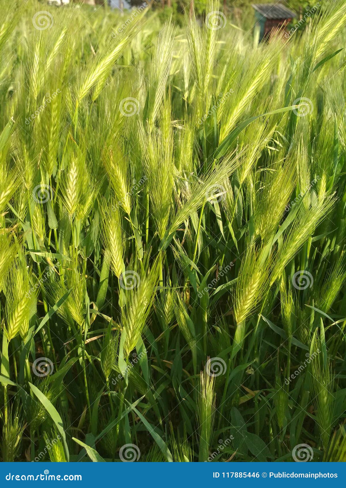 Triticale, Food Grain, Barley, Grass Picture. Image: 117885446