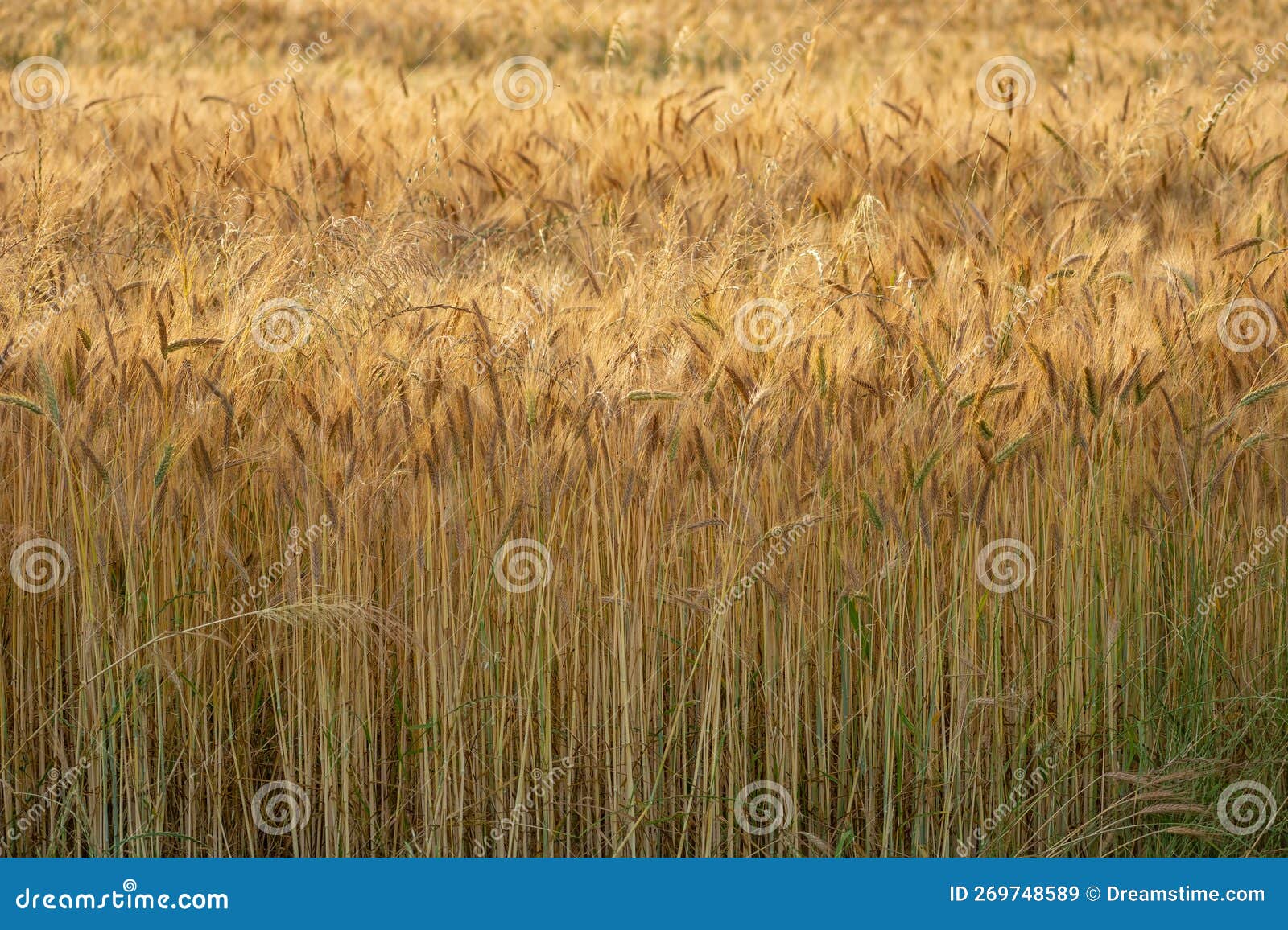 Triticale Grain Field, View of Stalks and Ears without Sky Stock Image ...