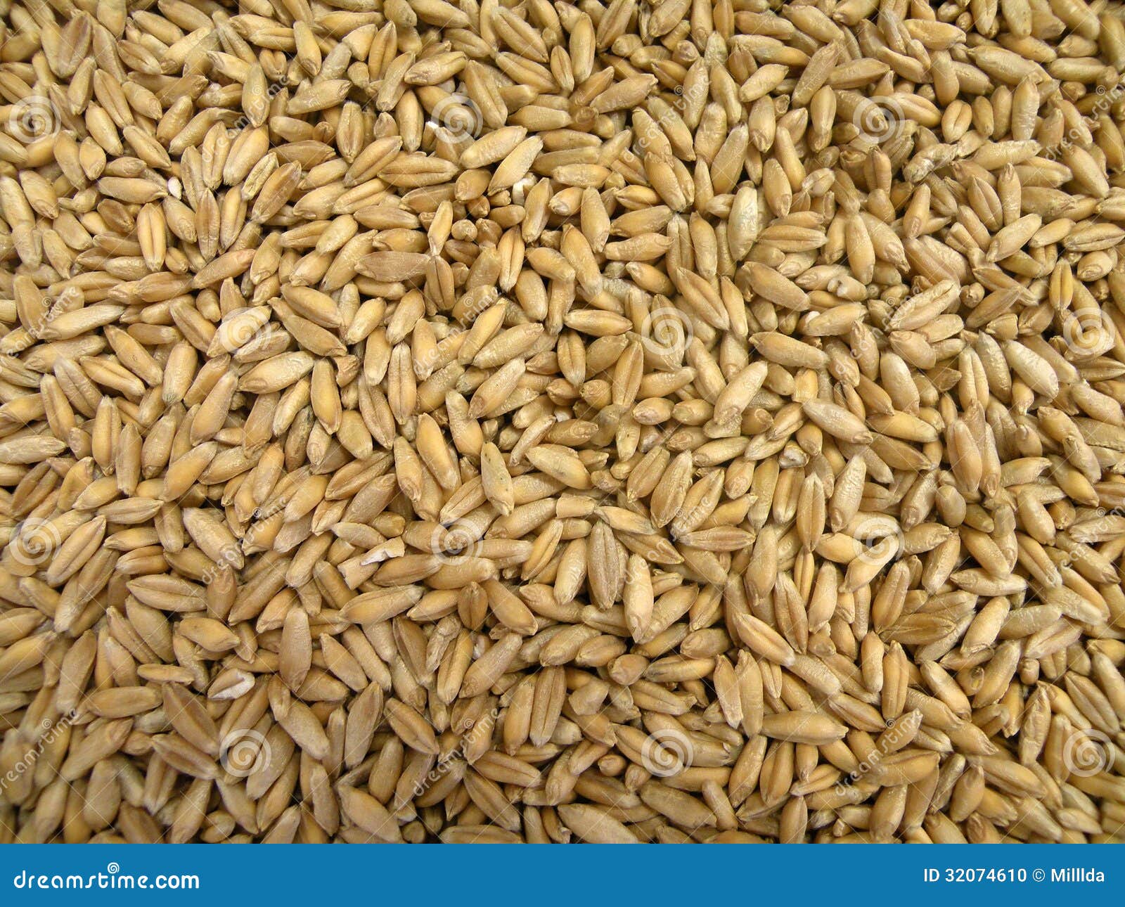 Triticale Stock Photo - Image: 32074610