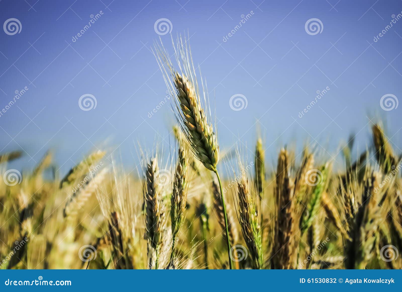 Triticale heads stock photo. Image of harvest, harvester - 61530832