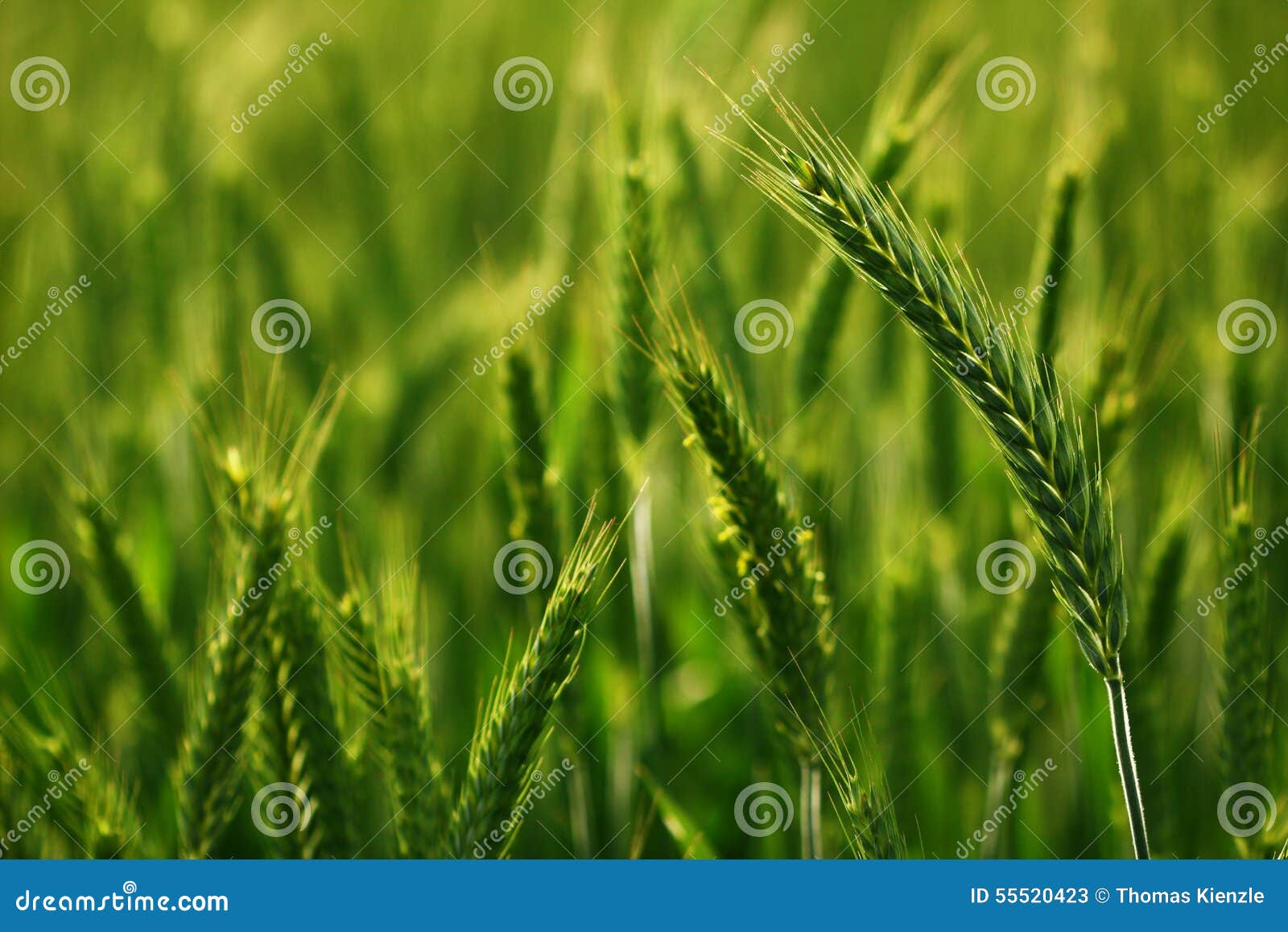 Triticale stock image. Image of feed, organic, cultivated - 55520423