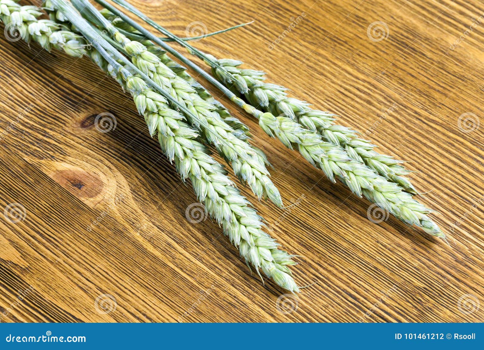 Triticale verde foto de archivo. Imagen de viejo, grano - 101461212