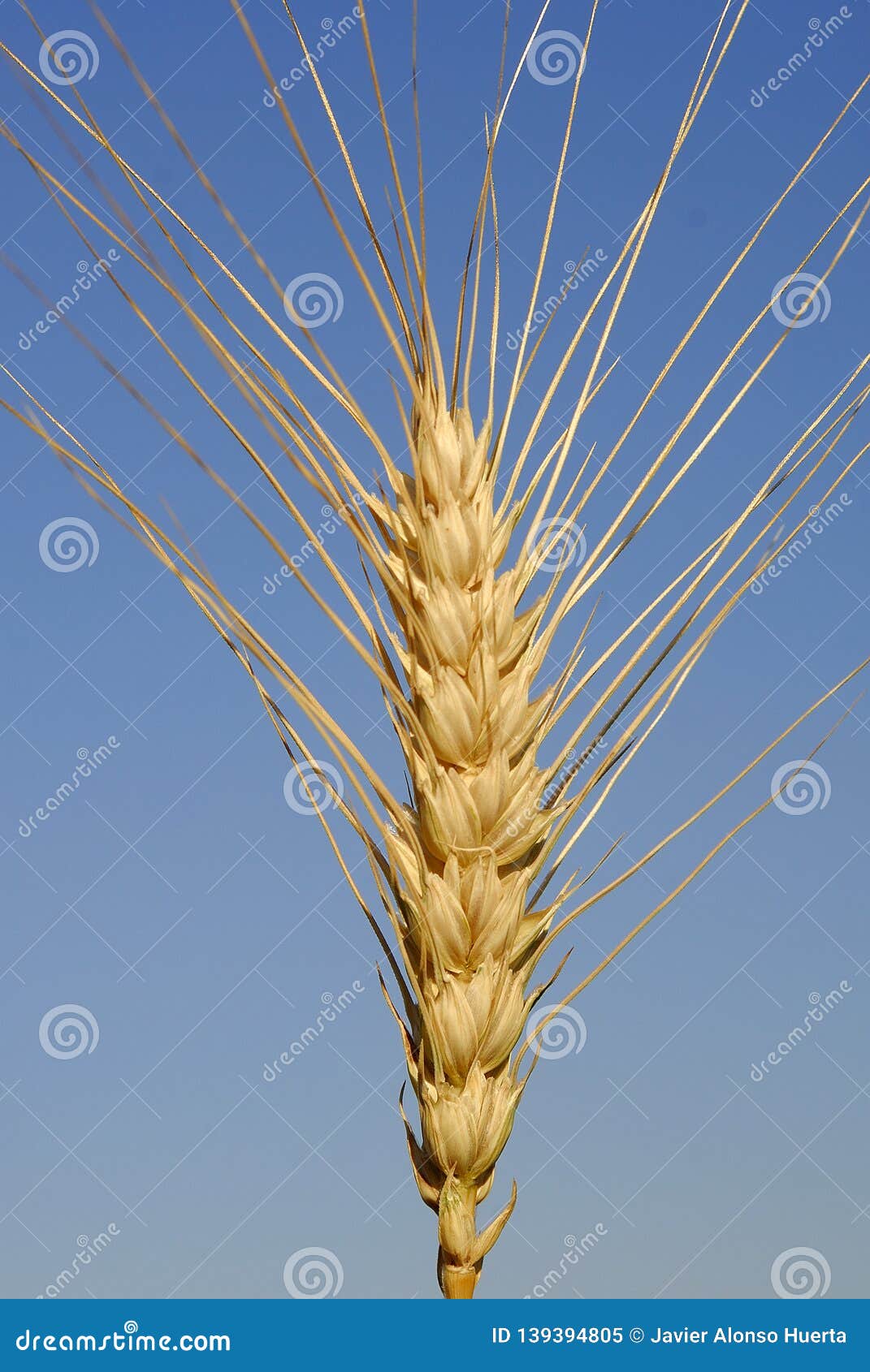 Triticum Aestivum,Wheat, Allergens Plants Stock Image - Image of crop ...