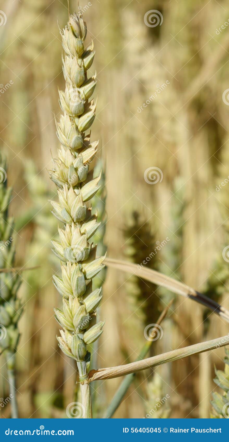 Triticum aestivum stock image. Image of granola, rich - 56405045