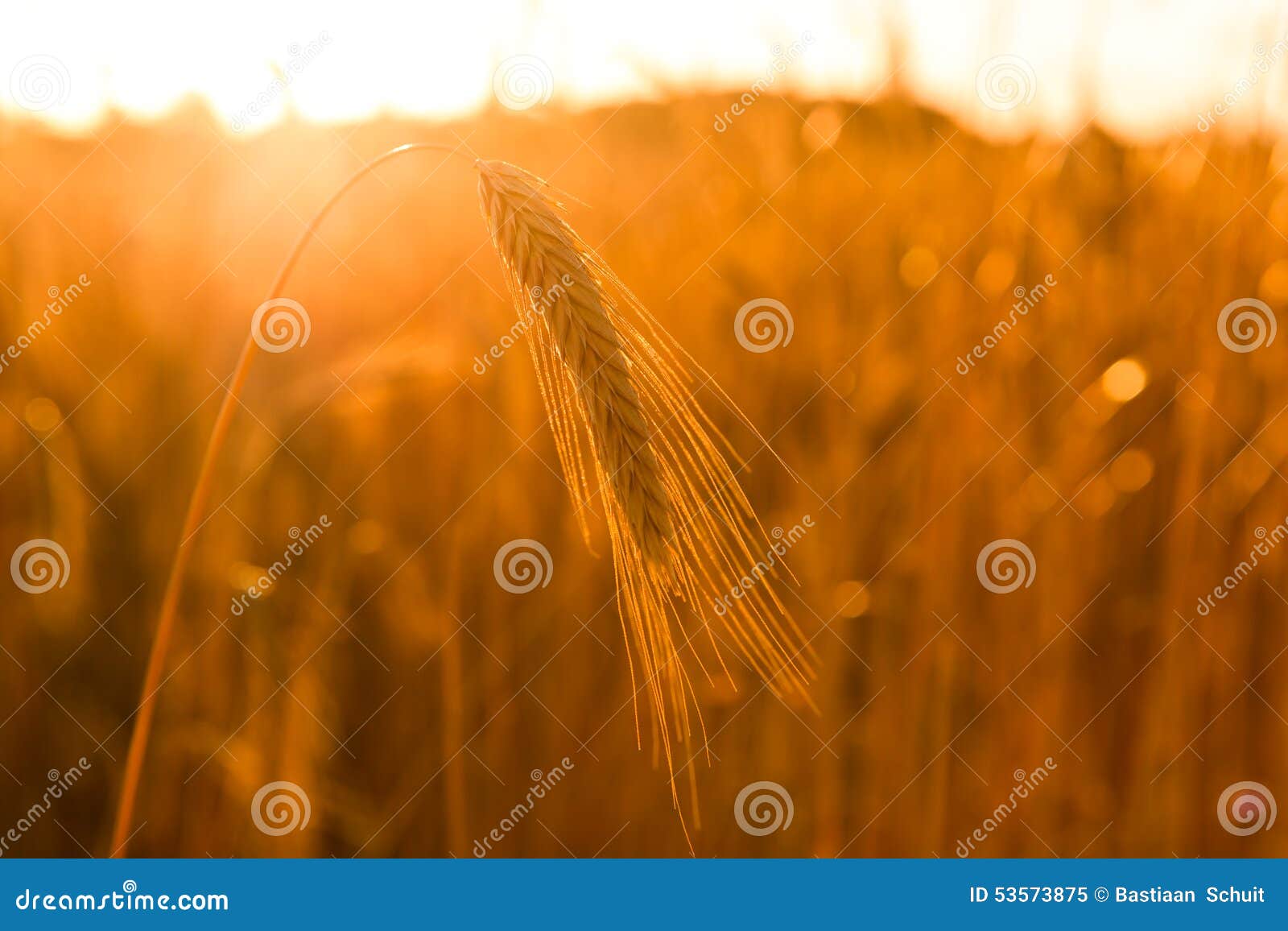 Triticum Aestivum / Winter Wheat Stock Image - Image of cultivar, seed ...