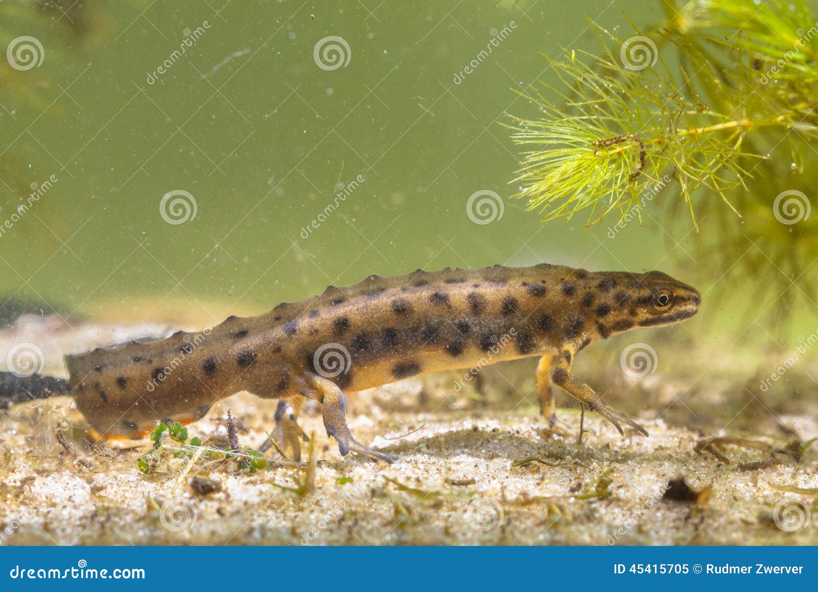 Triton commun Submersed image stock. Image du protégé - 45415705