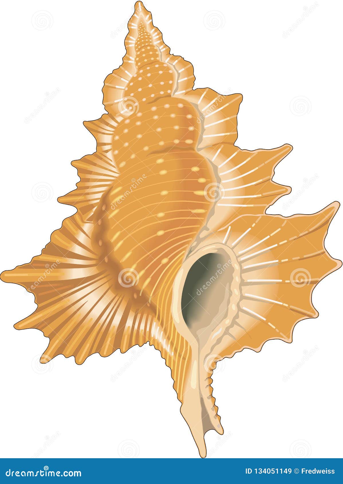 Triton Shell Illustration stock vector. Illustration of triton - 134051149