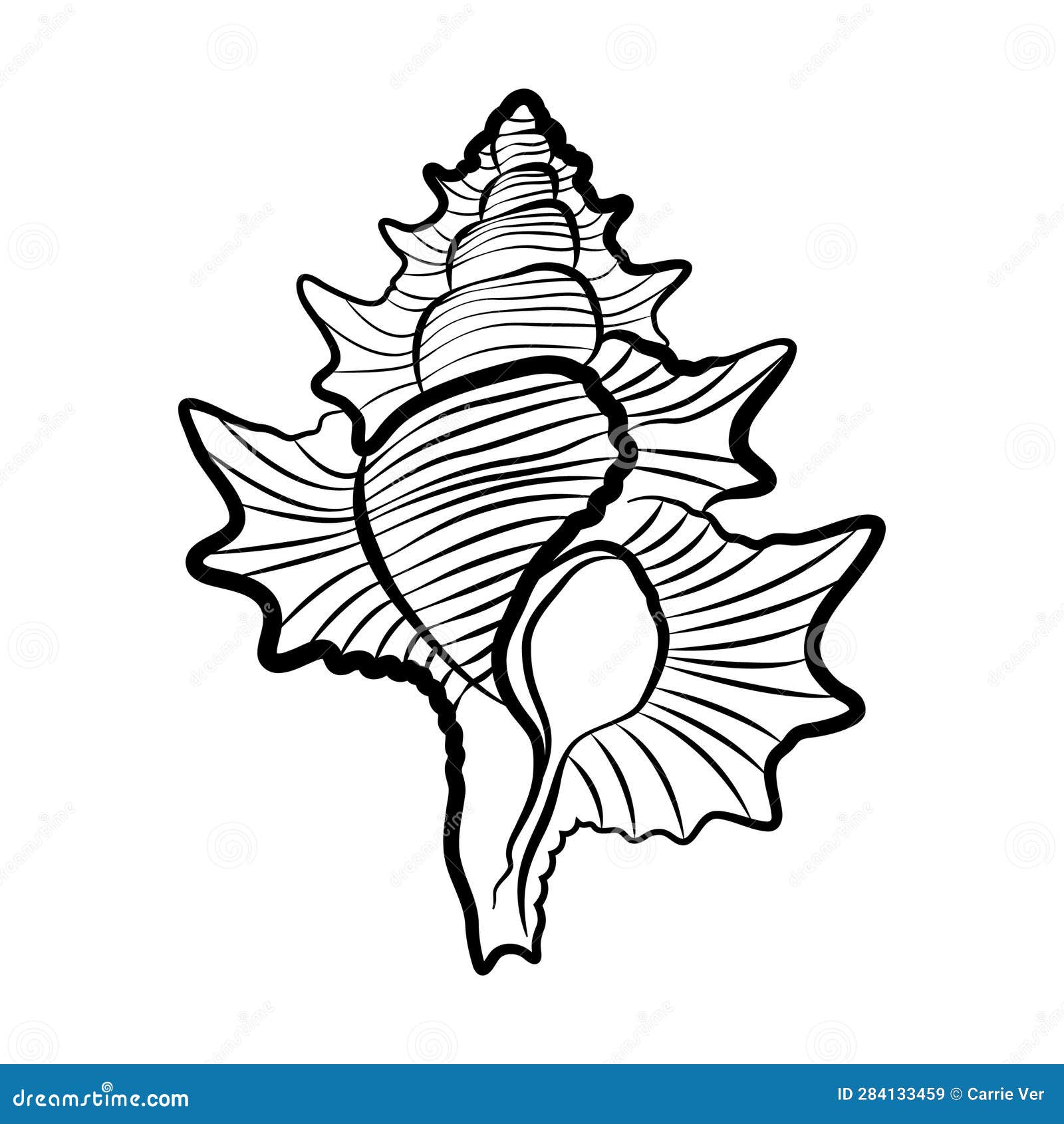 Triton Shell Vector Illustration Transparent Background | CartoonDealer ...