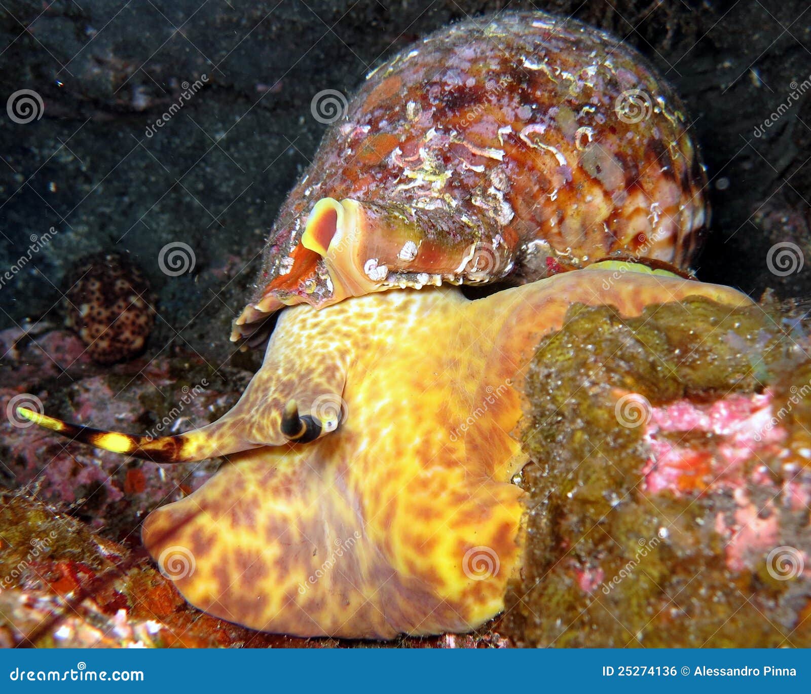 Triton Snail La Palma Canary Islands Stock Photo - Image of underwater ...
