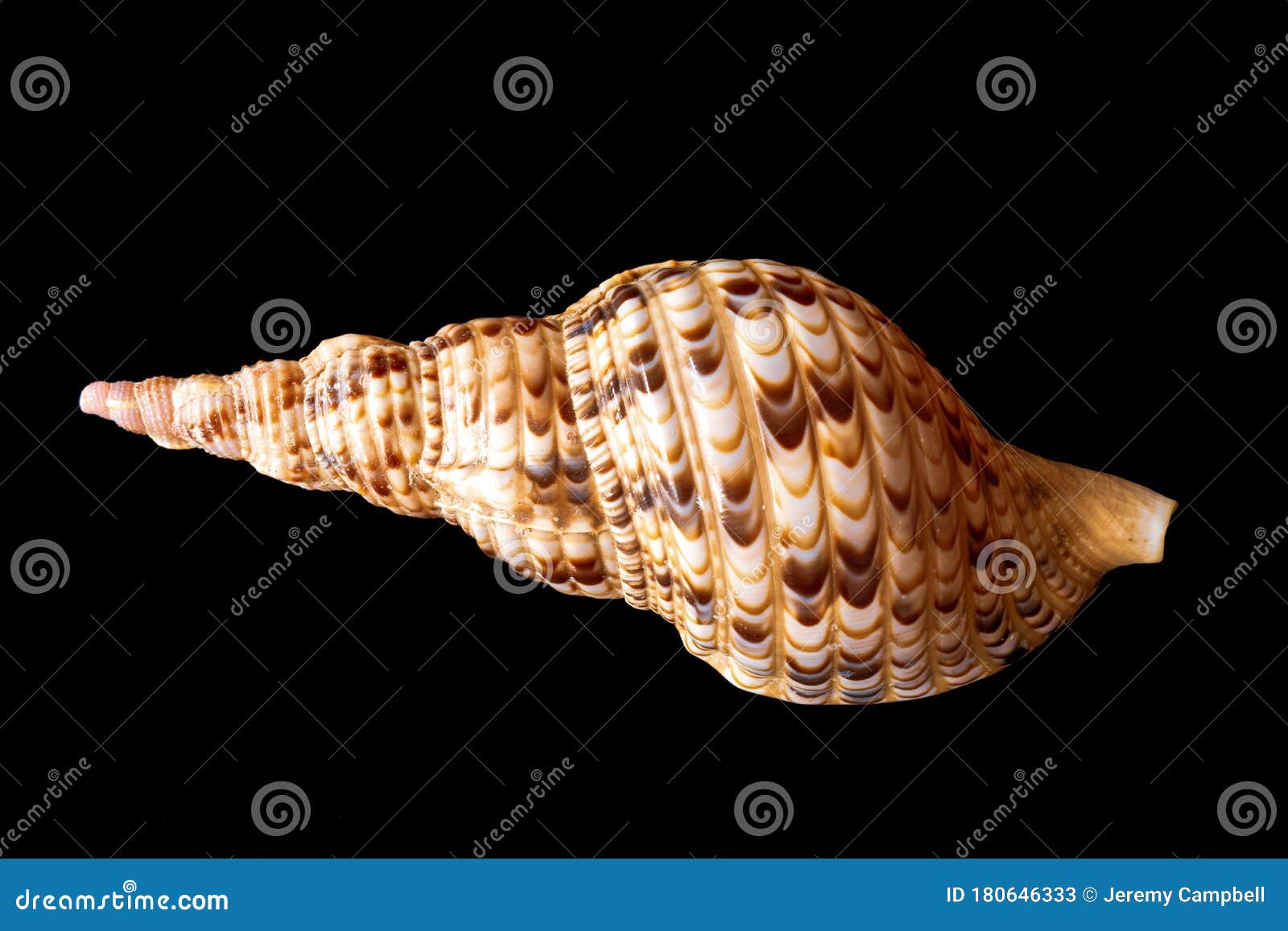 Triton Trumpet Seashell. Pacific Triton Stock Image - Image of slit ...