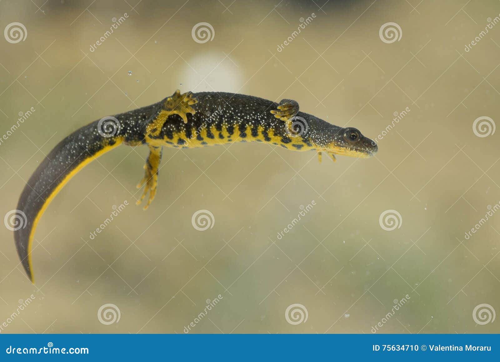 Triturus cristatus stock photo. Image of detail, crest - 75634710