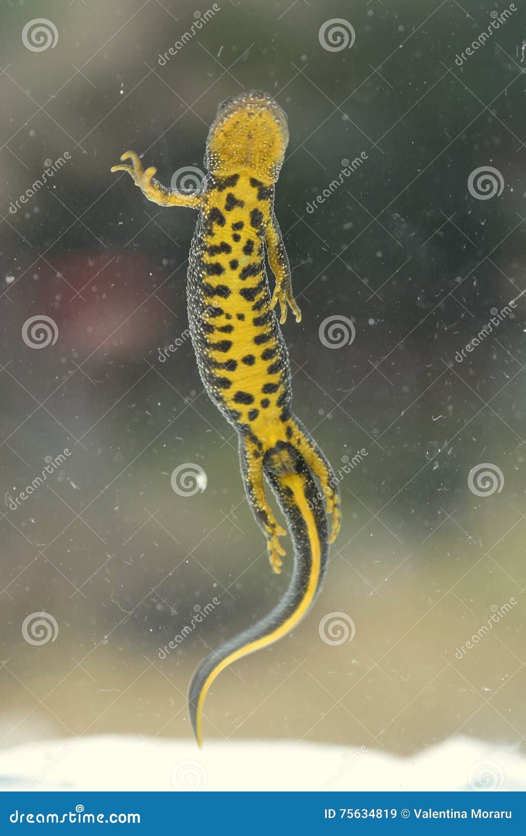 Triturus cristatus stock image. Image of lissotriton - 75634819