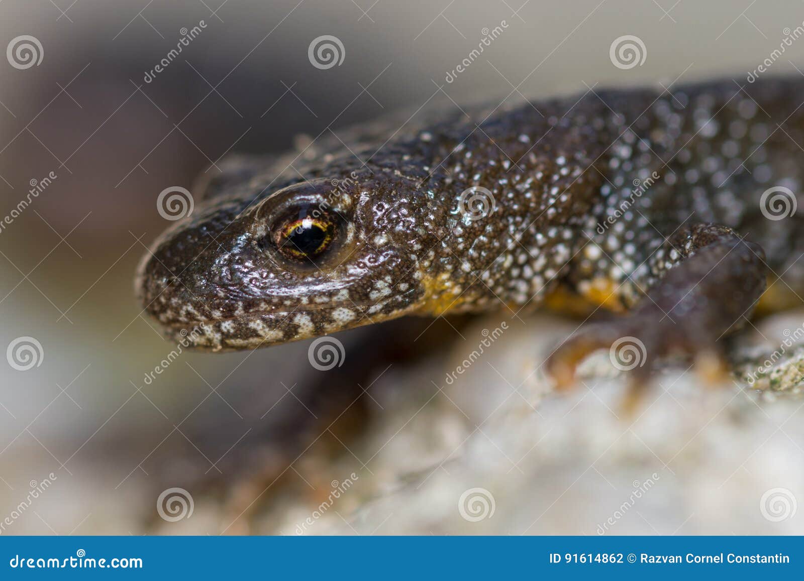 Triturus Dobrogicus,the Danube Crested Newt Stock Photo - Image of ...