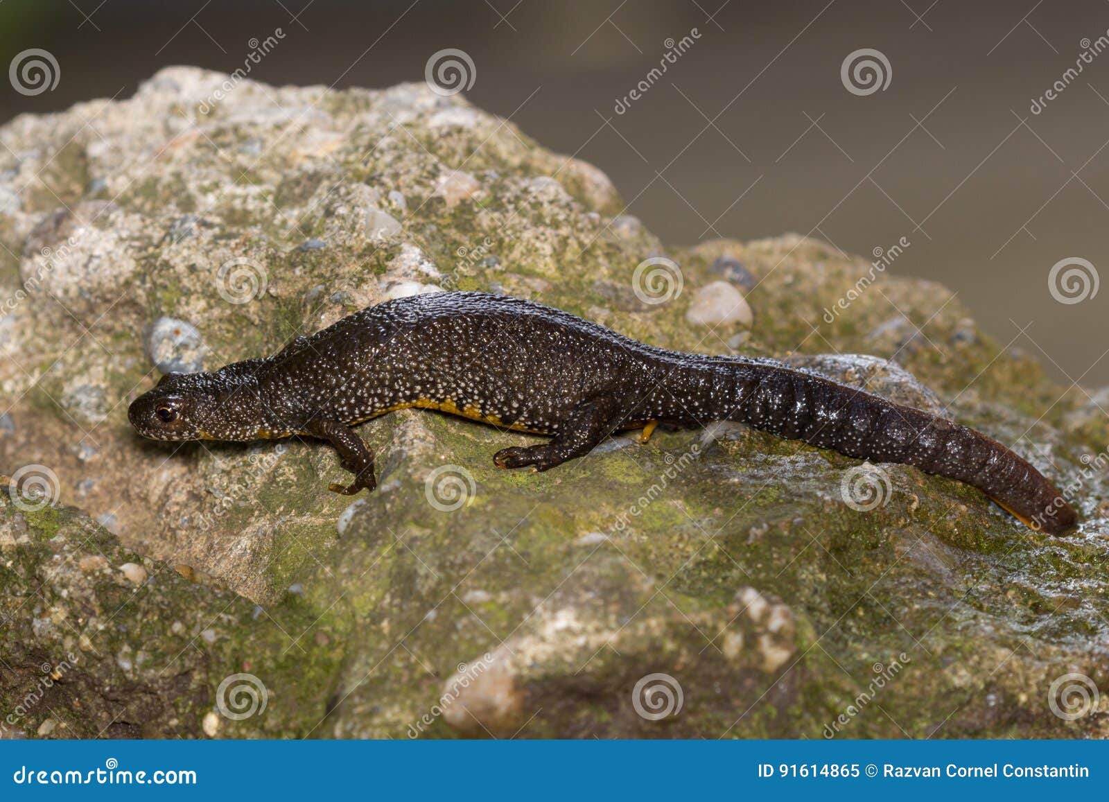 Triturus Dobrogicus,the Danube Crested Newt Stock Image - Image of ...