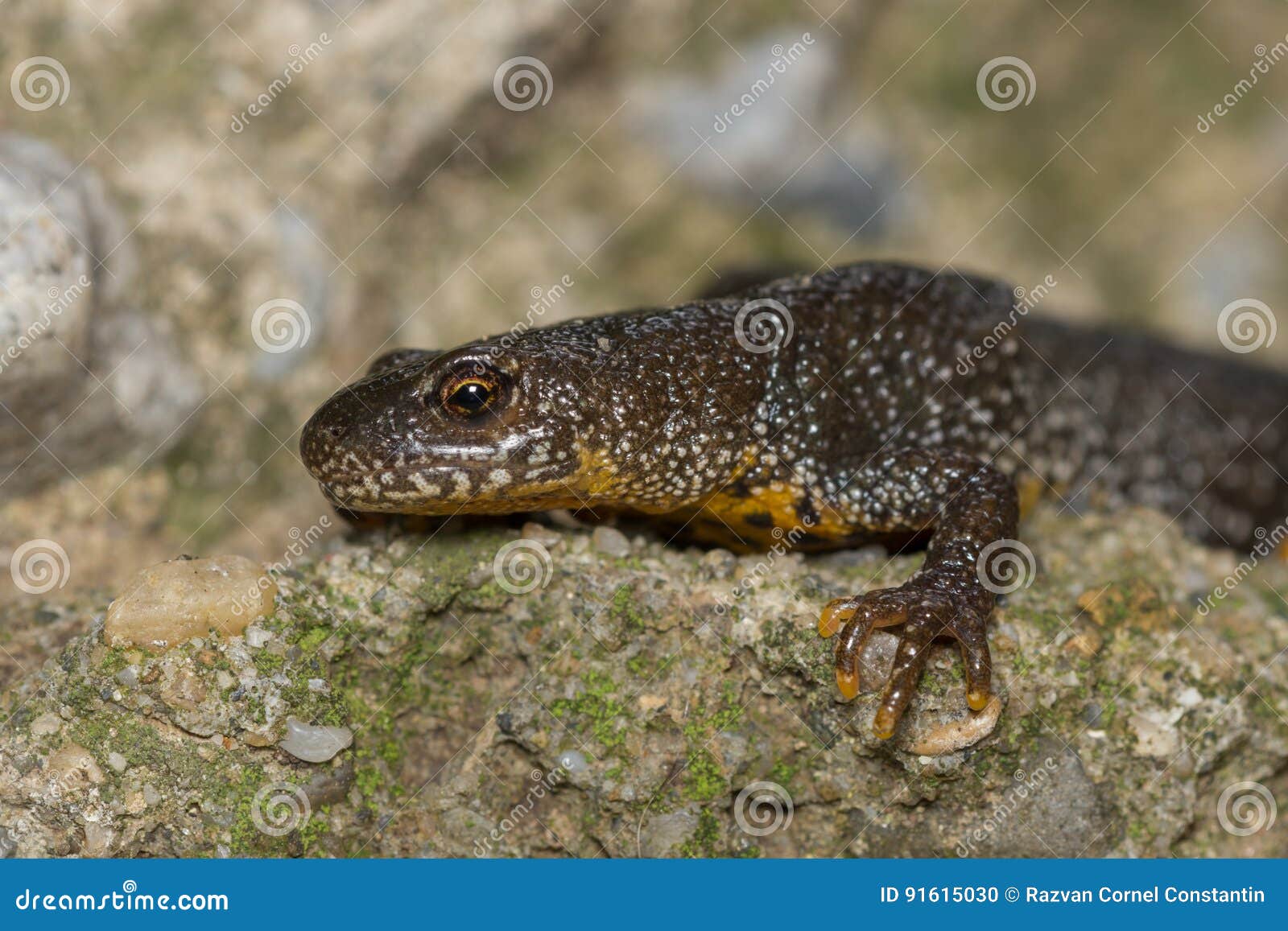 Triturus Dobrogicus,the Danube Crested Newt Stock Photo - Image of ...