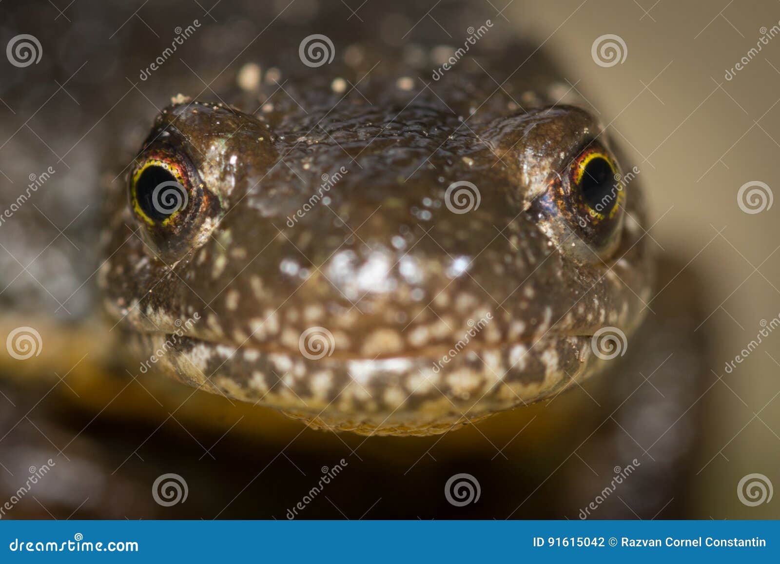 Triturus Dobrogicus,the Danube Crested Newt Stock Photo - Image of ...